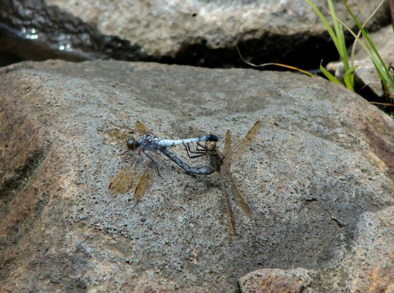 Mating Blue Skimmers – Ausemade