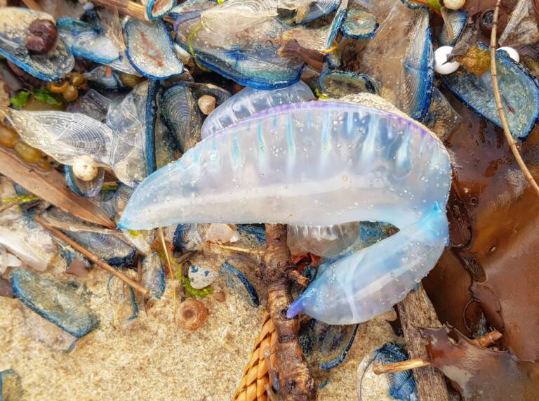 Blue Bottles – Ausemade