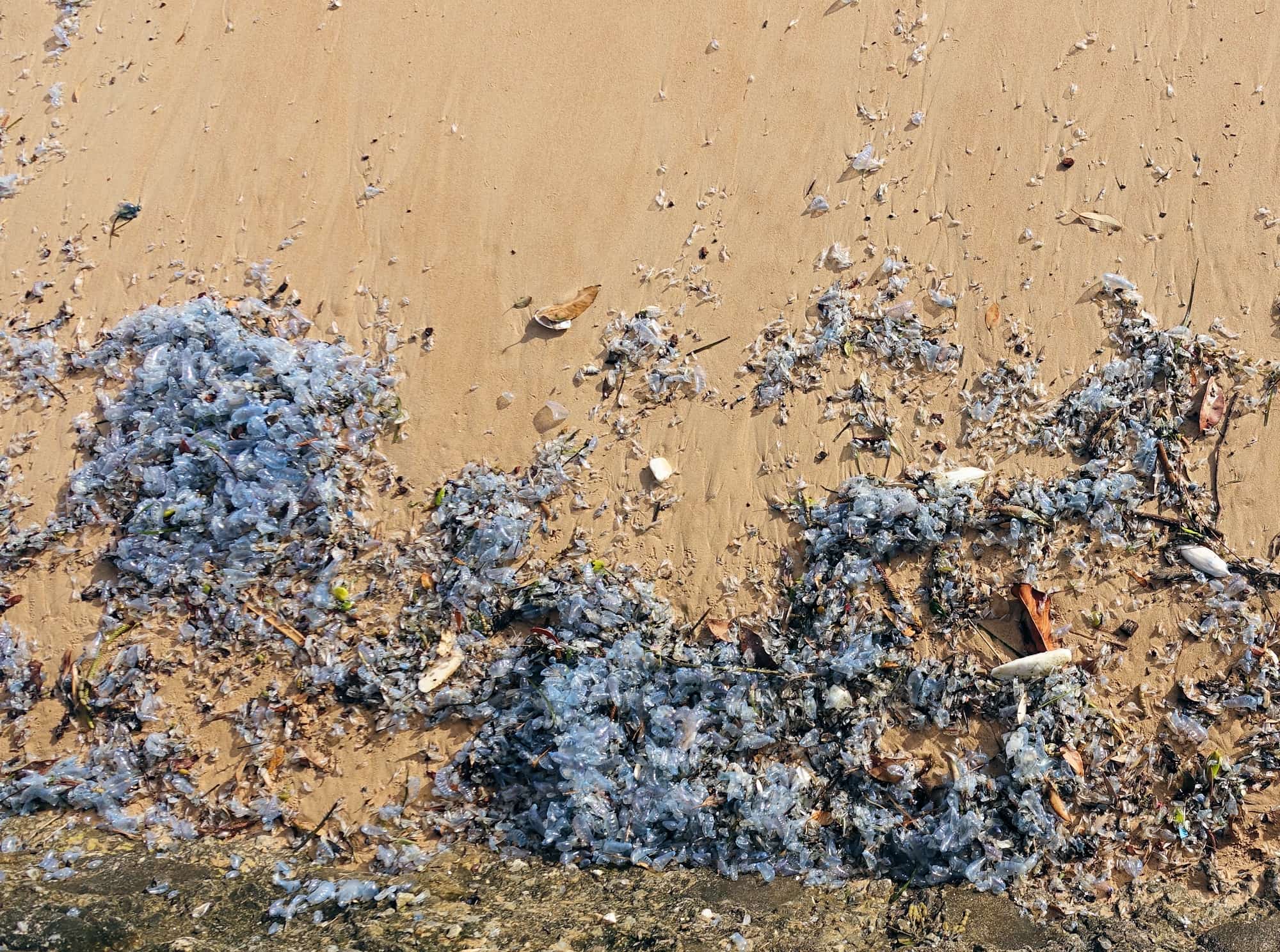 Blue Bottles – Ausemade