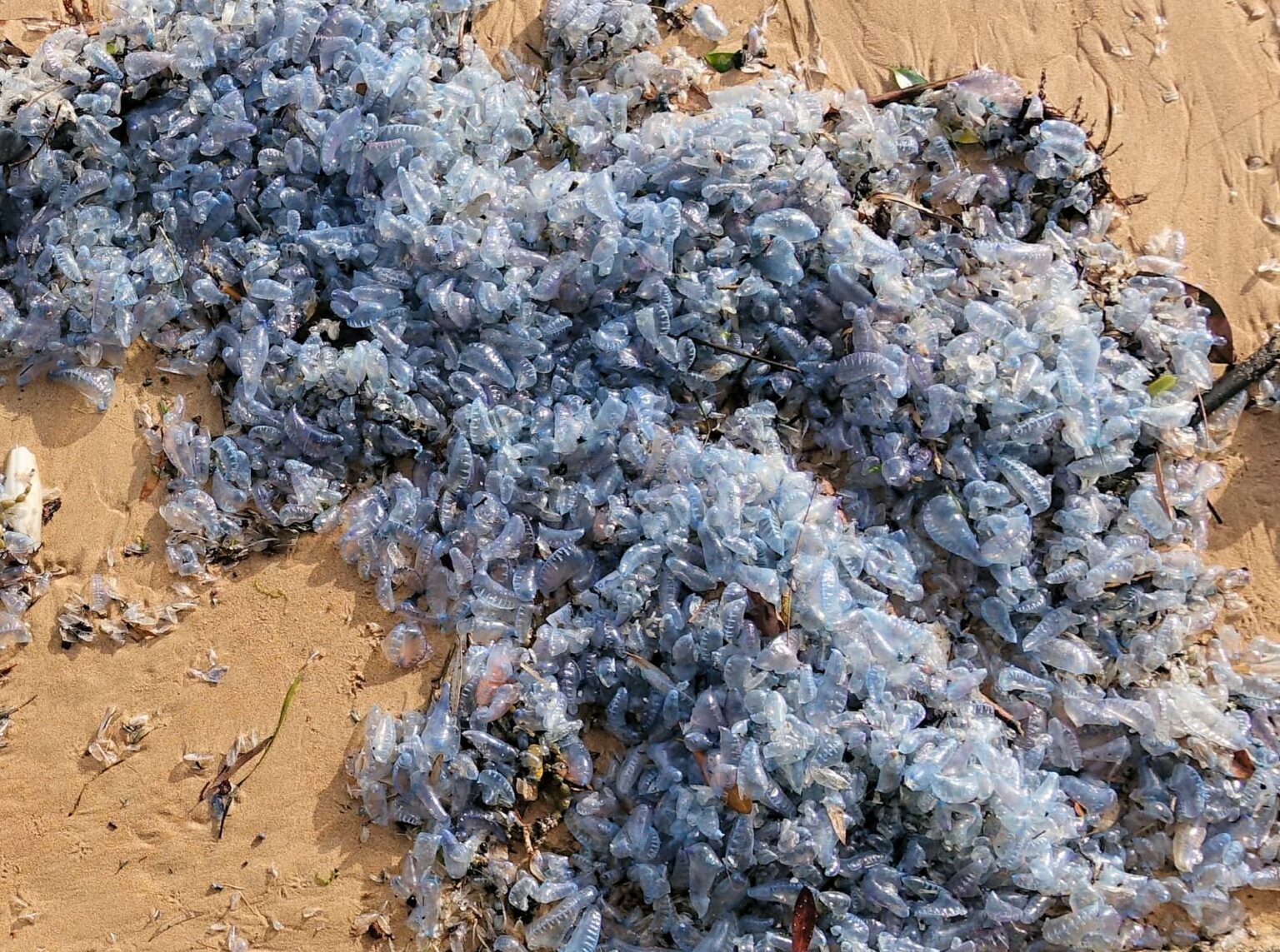 Blue Bottles – Ausemade