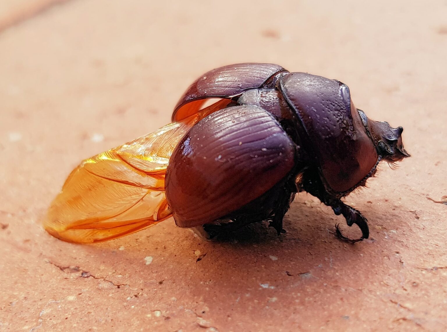 Alice Springs Beetles – Ausemade
