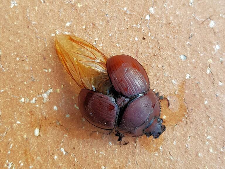 Coleoptera – Ausemade