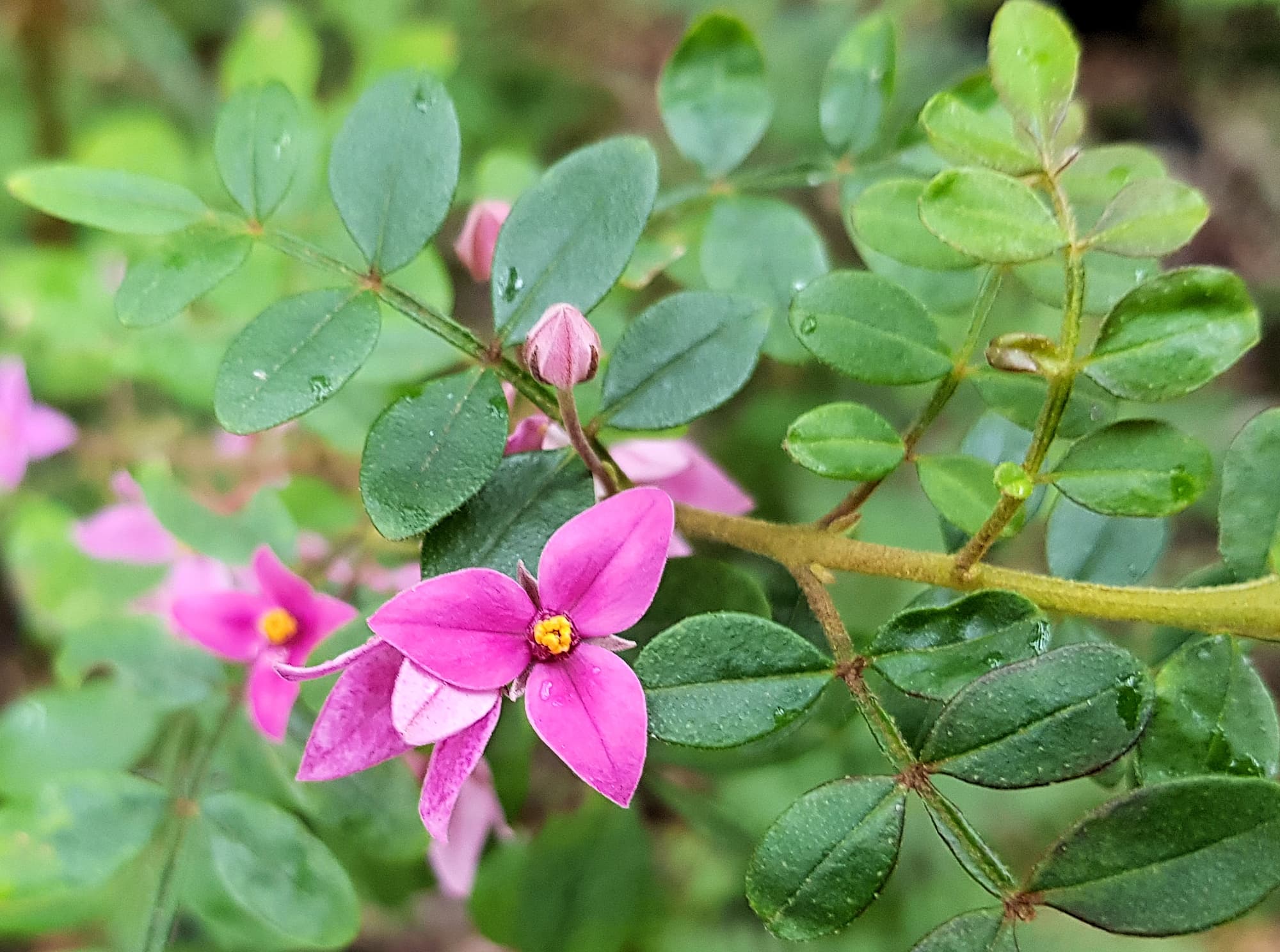 Boronia mollis x fraseri – Ausemade