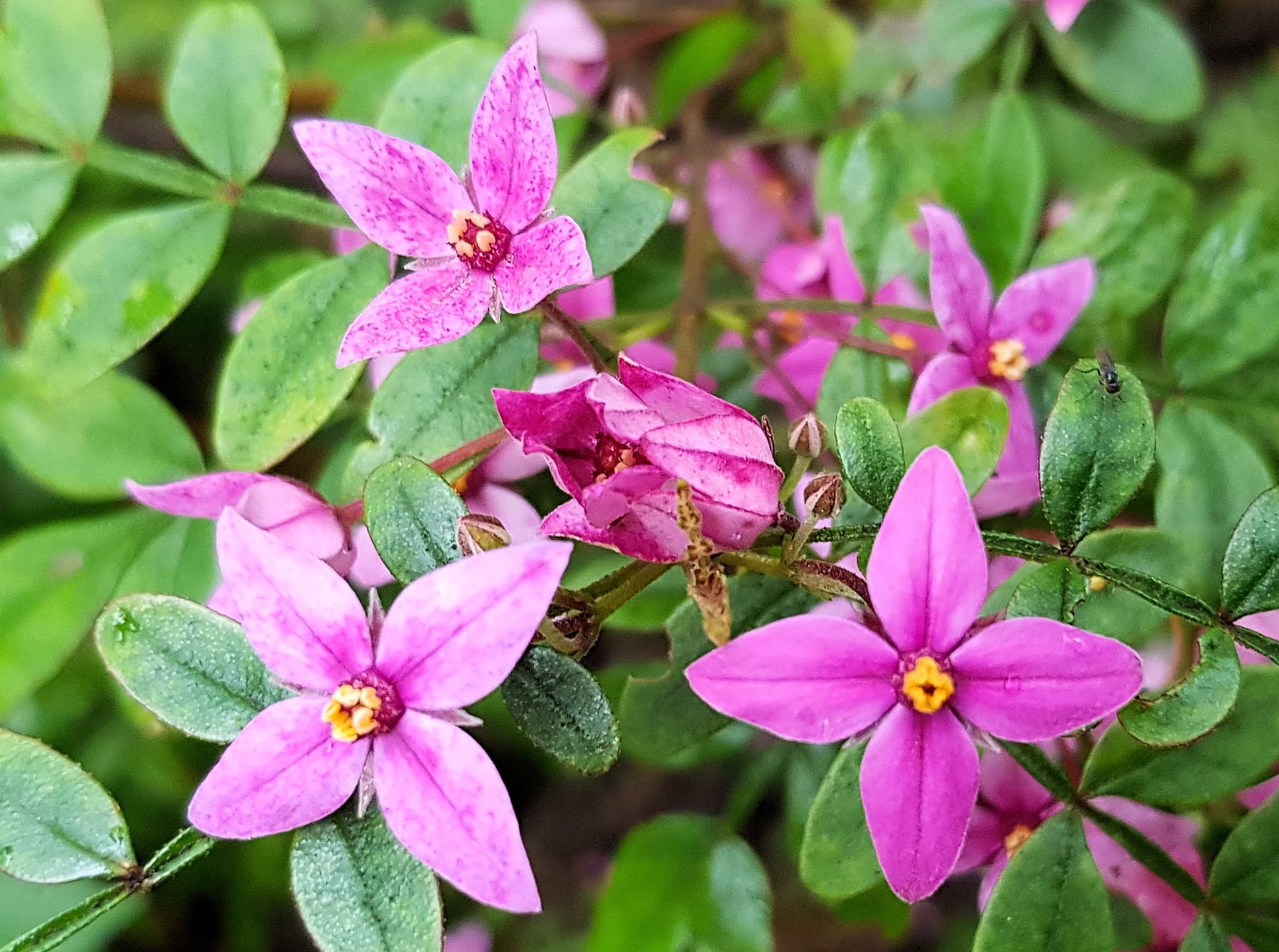 Boronia mollis x fraseri – Ausemade