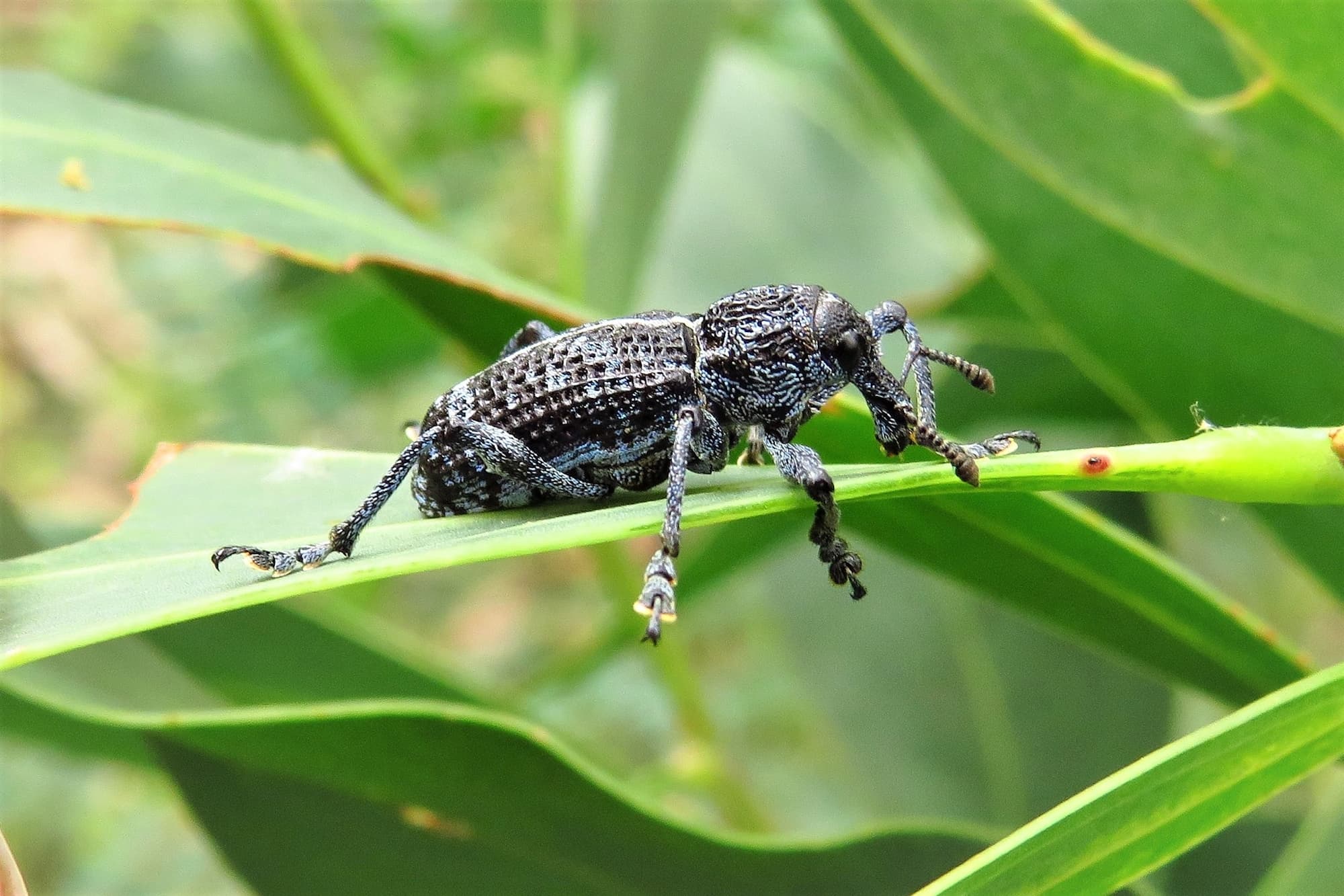 Chrysolopus spectabilis (Botany Bay Diamond Weevil) – Ausemade
