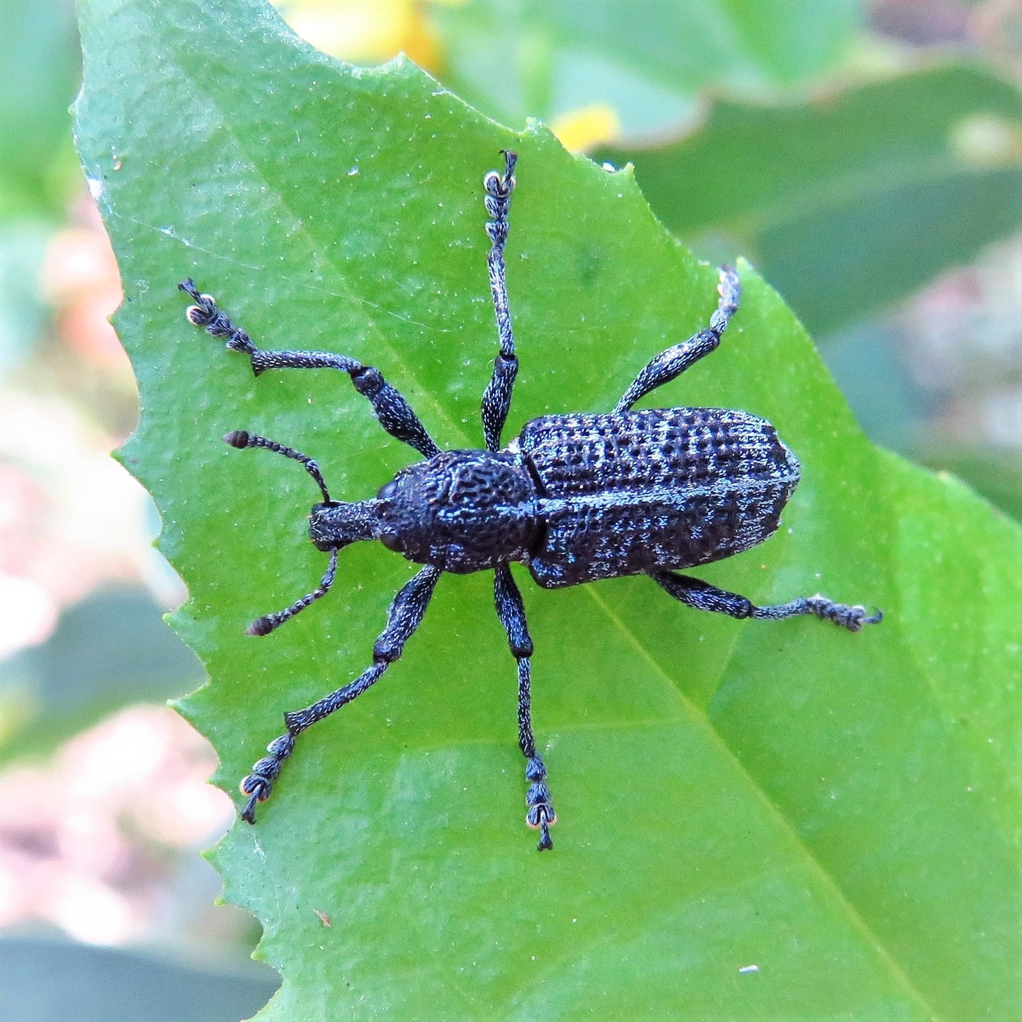 Chrysolopus spectabilis (Botany Bay Diamond Weevil) – Ausemade