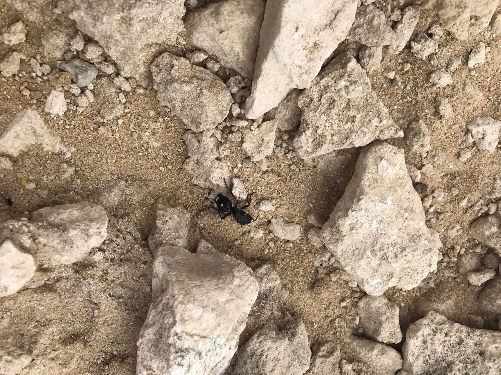 Bothriomutilla rugicollis (Mutillid Wasp) – Ausemade