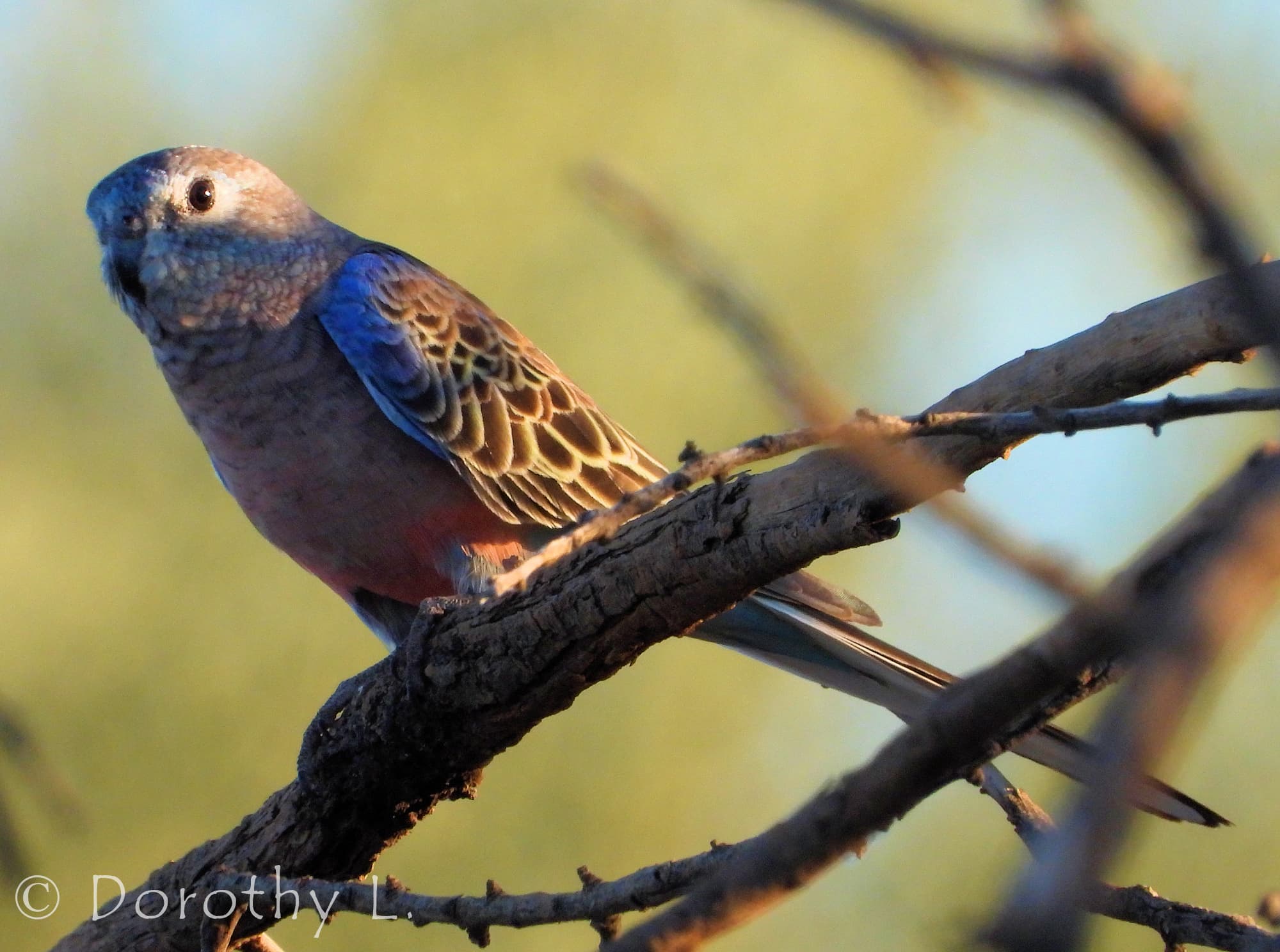 Red Centre Bird Festival – Ausemade