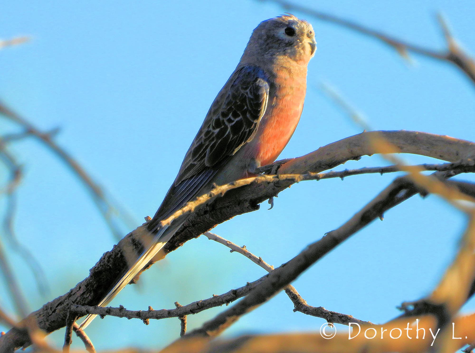 labour of love… birds – Ausemade