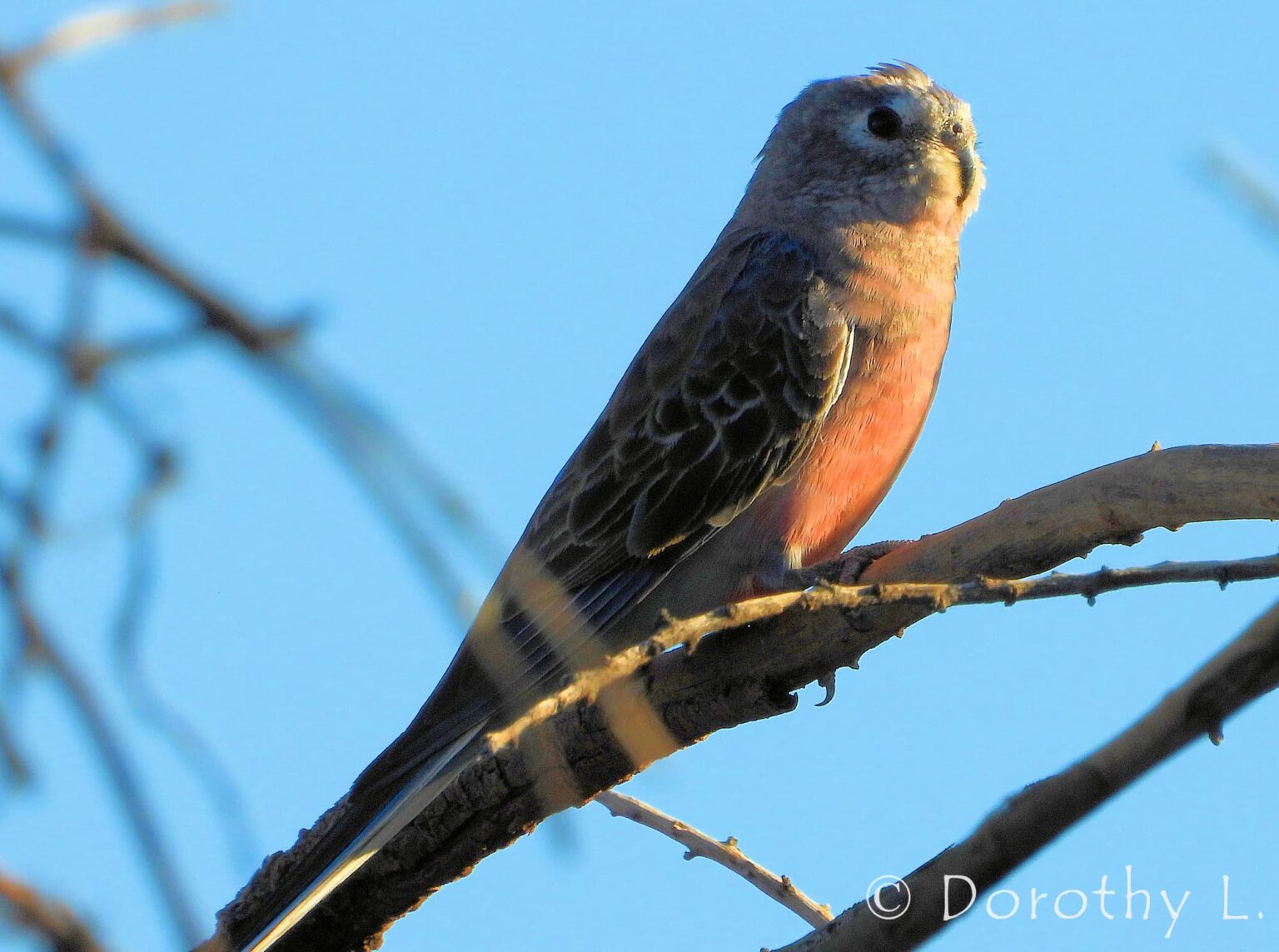 Bourke’s Parrot – sunrise – Ausemade