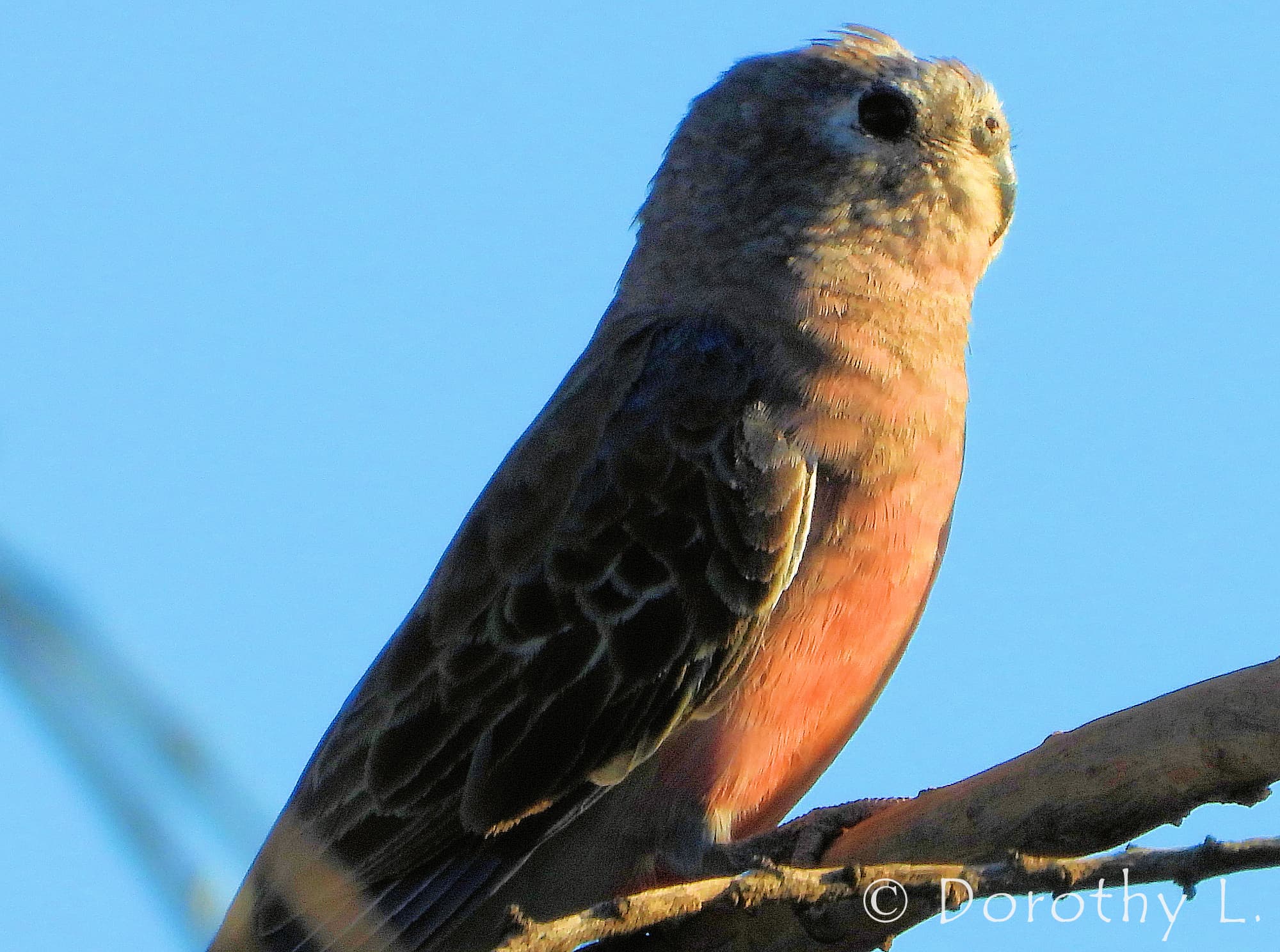 Bourke’s Parrot – sunrise – Ausemade
