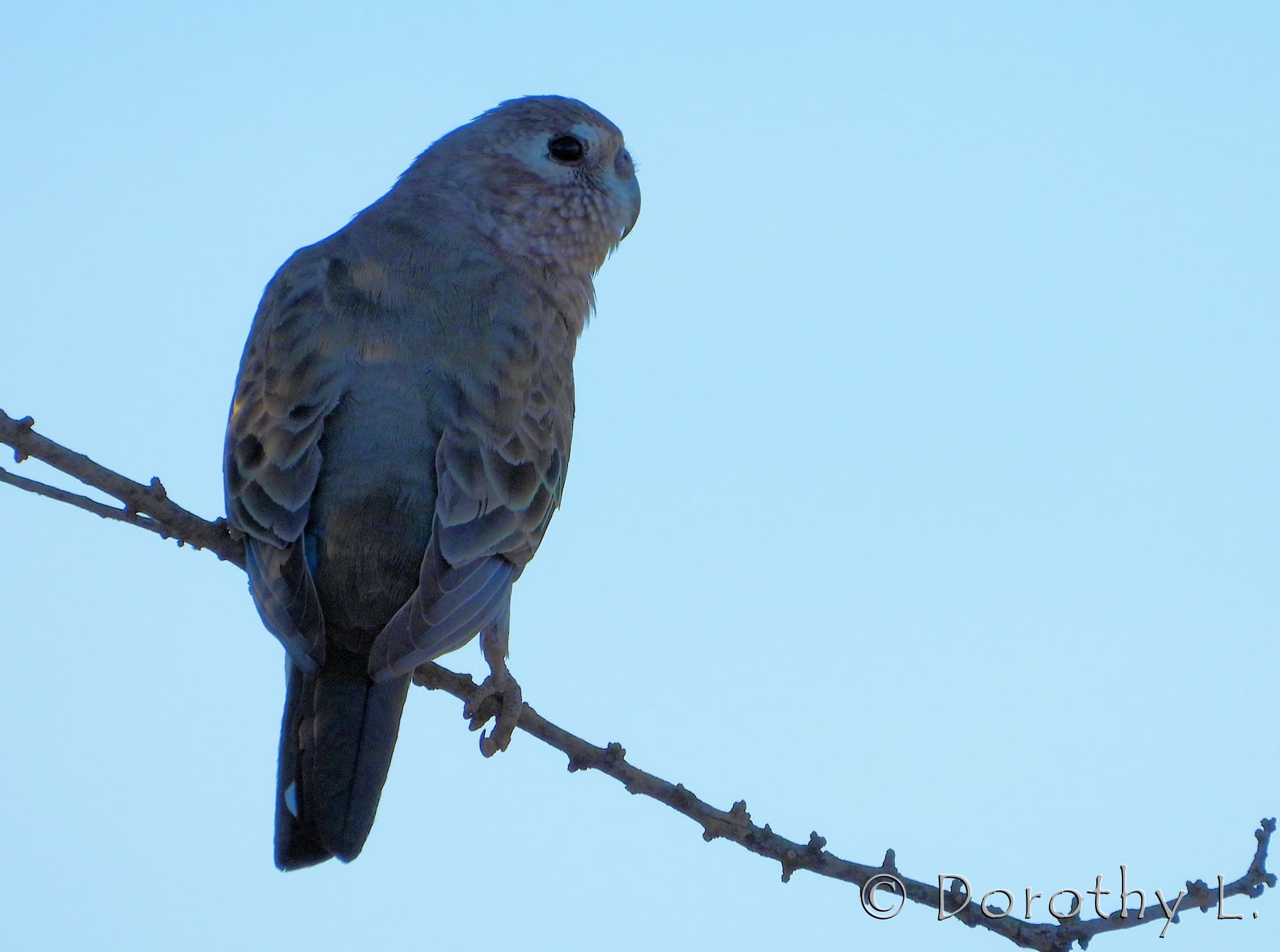 Bourke’s Parrot – sunrise – Ausemade