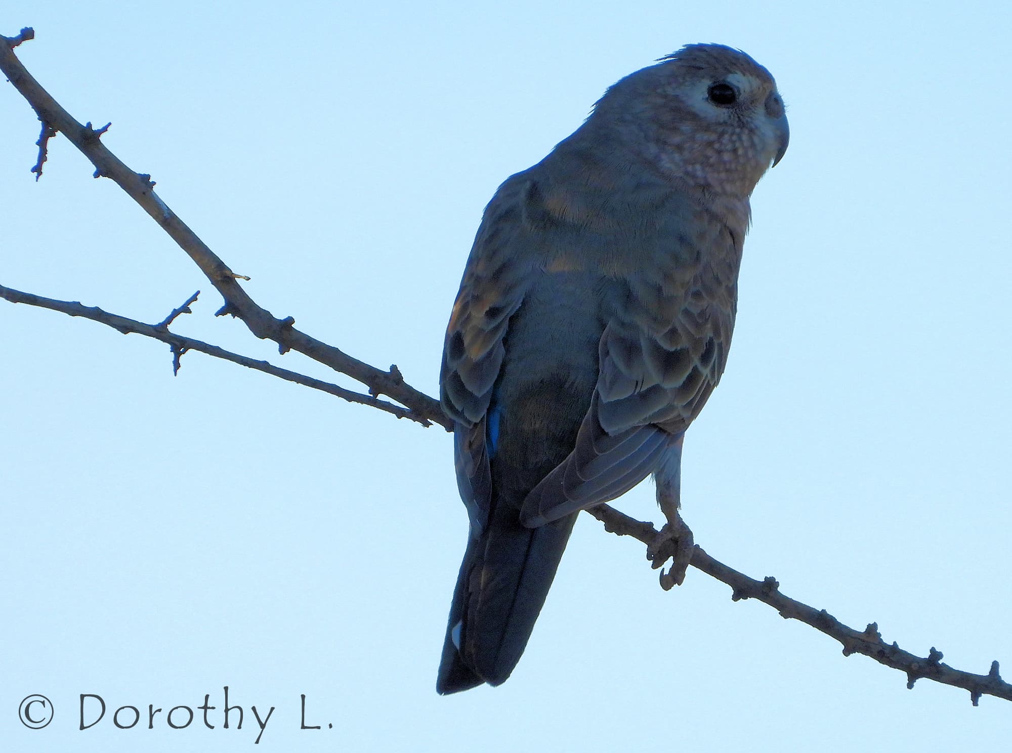 Bourke’s Parrot – sunrise – Ausemade