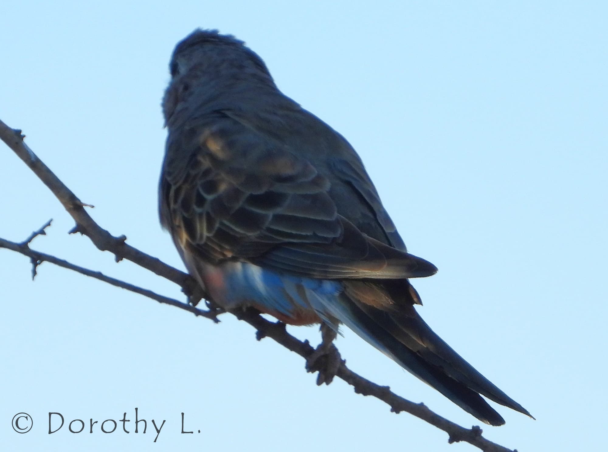 Bourke’s Parrot – sunrise – Ausemade