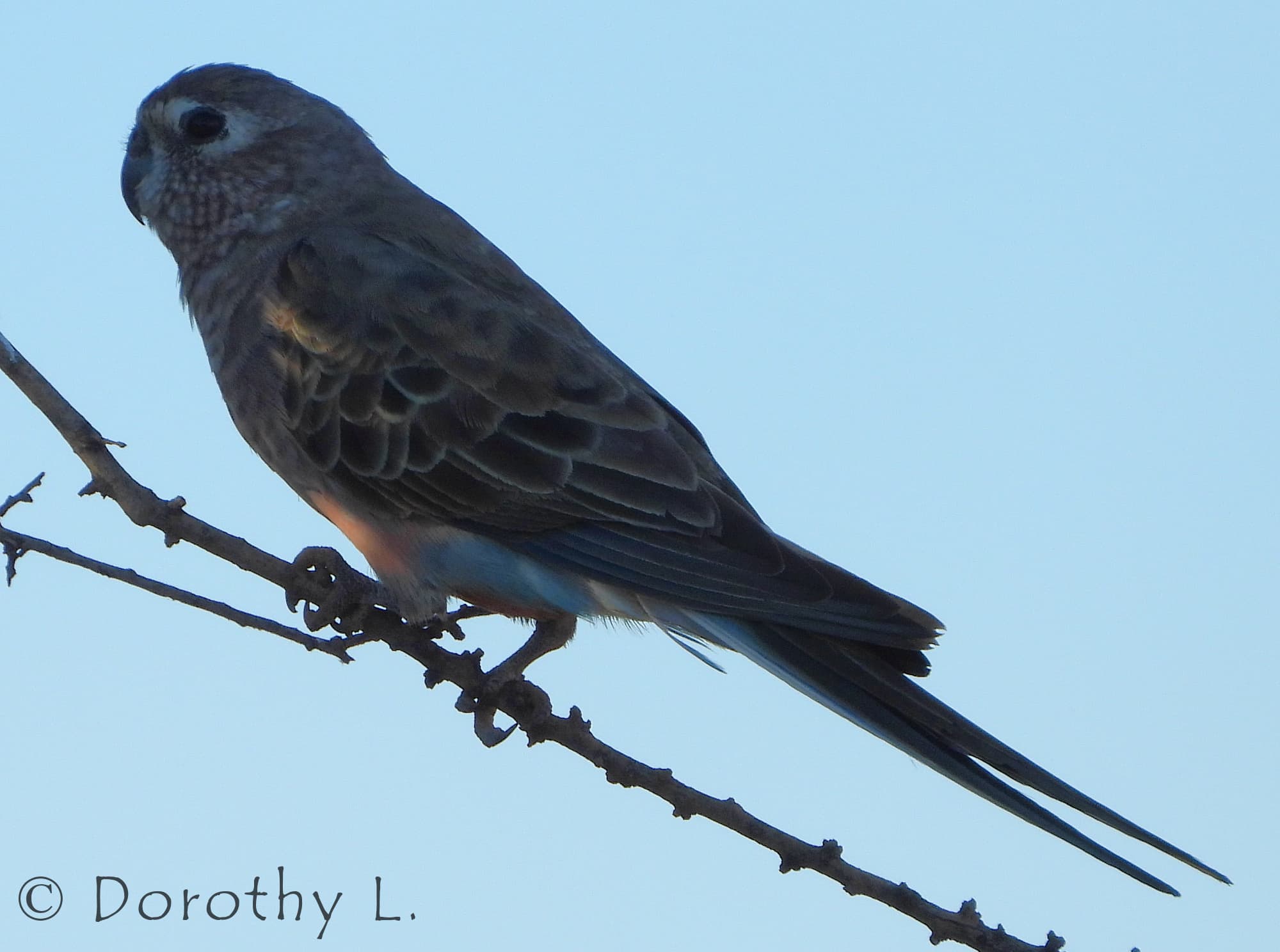 Bourke’s Parrot – sunrise – Ausemade
