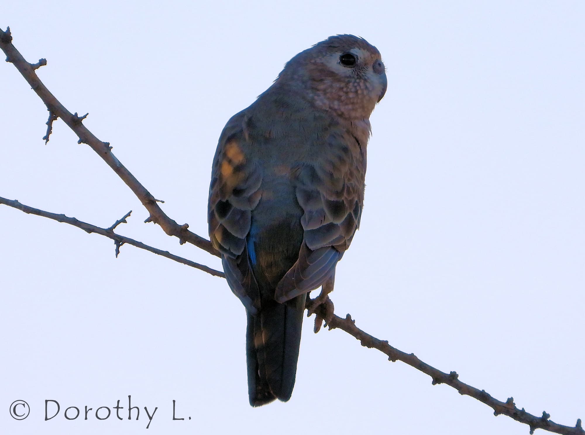 Bourke’s Parrot – sunrise – Ausemade