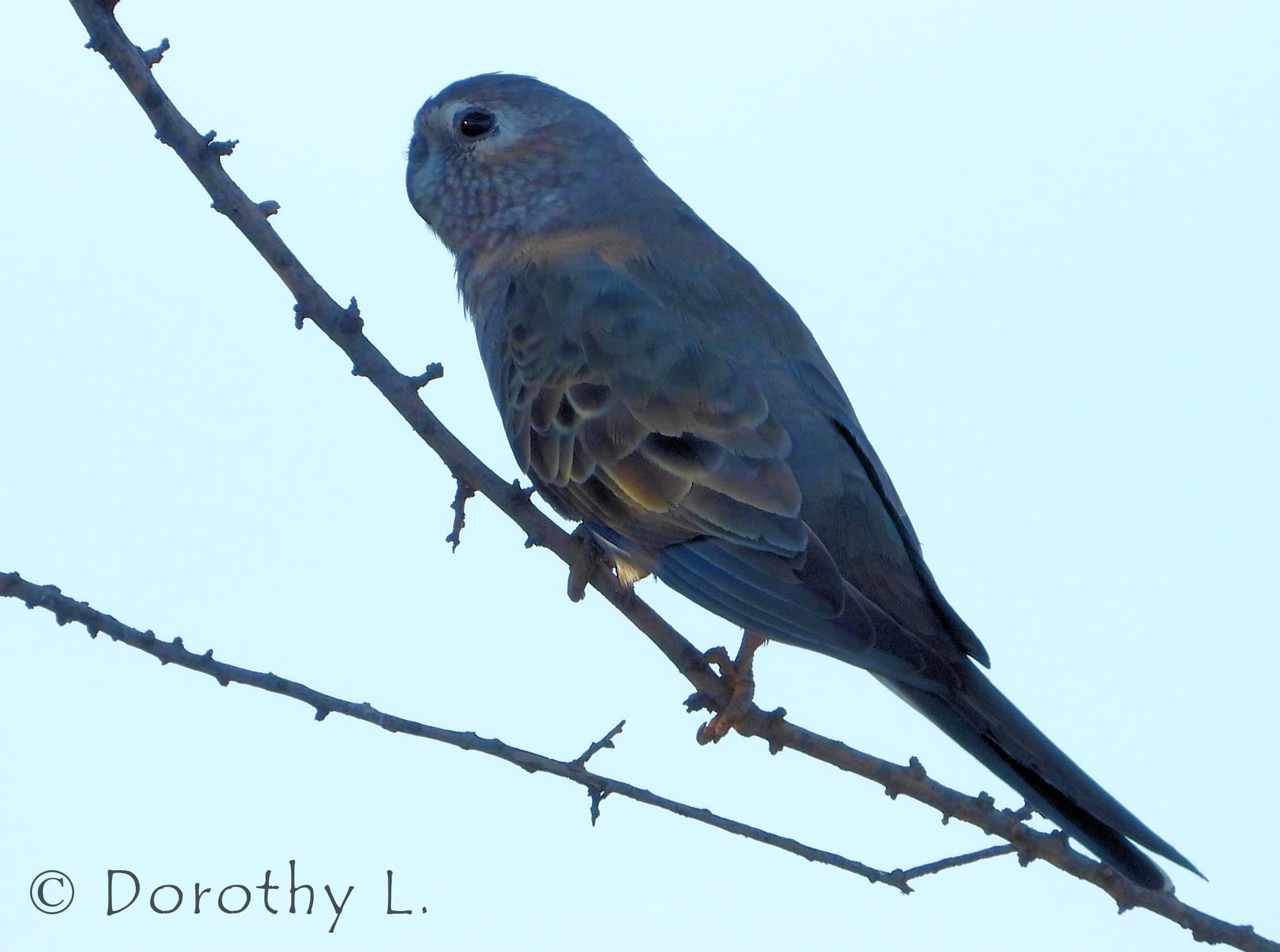 Bourke’s Parrot – sunrise – Ausemade