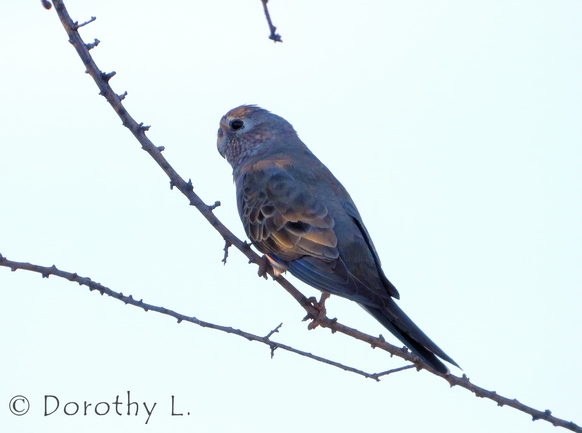 Bourke’s Parrot – sunrise – Ausemade