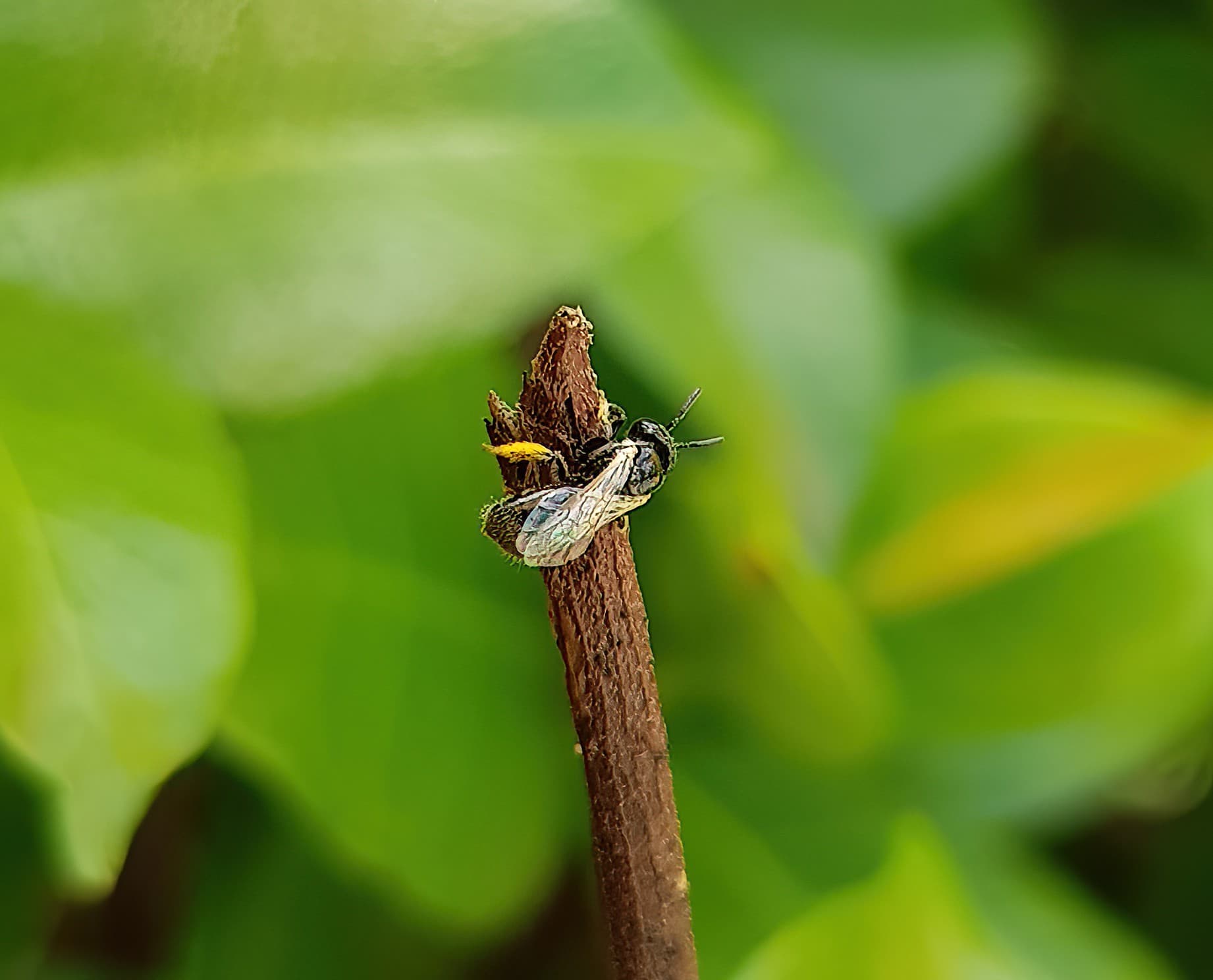 Braunsapis sp – Ausemade