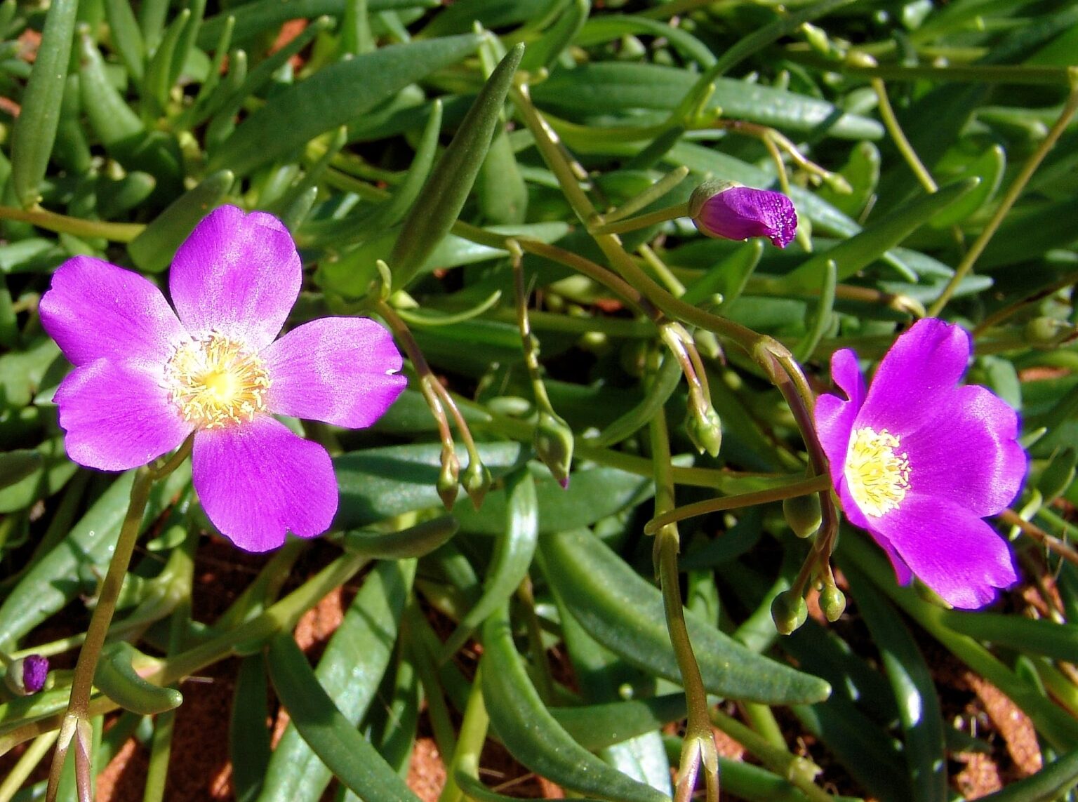 Parakeelyas (Calandrinia) – Ausemade