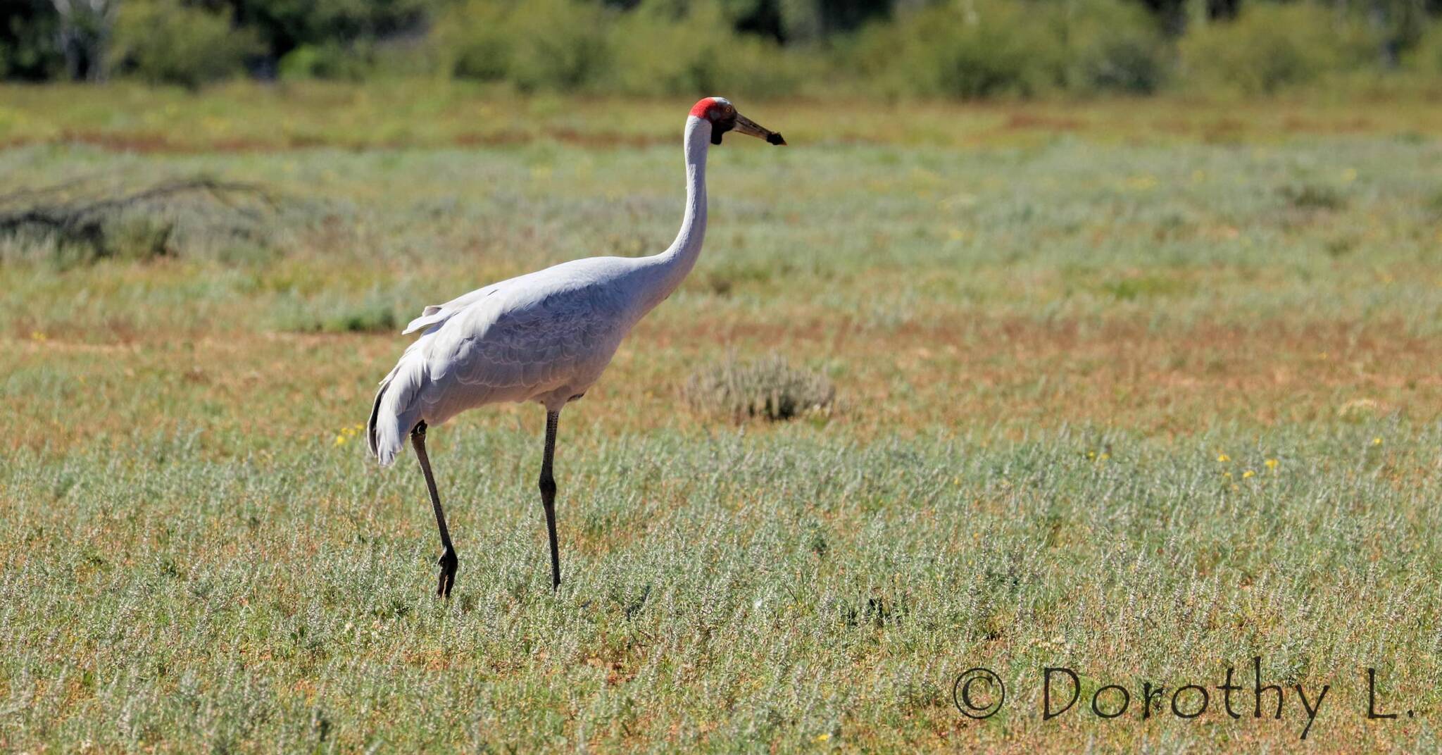 Brolga – Ausemade