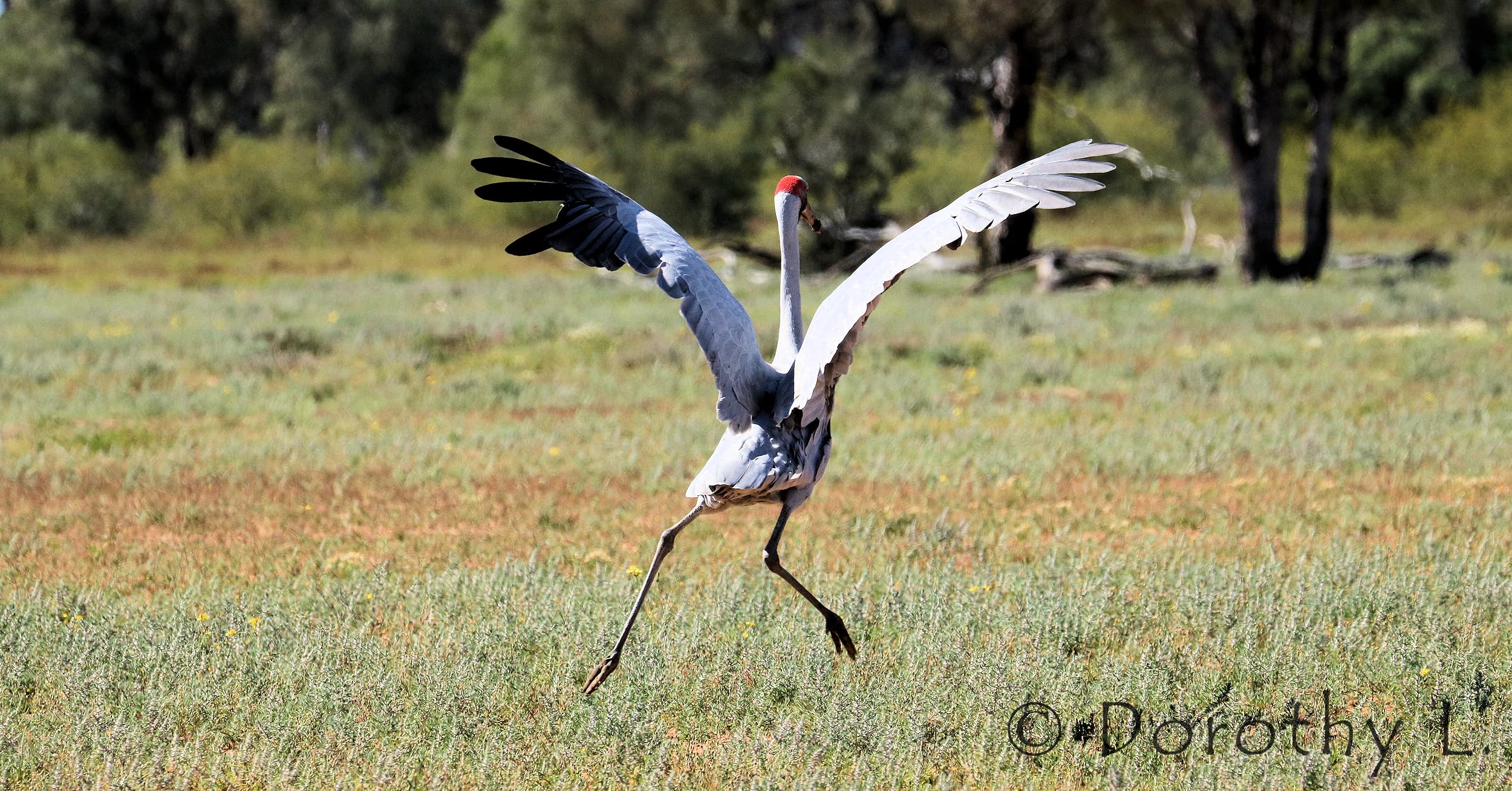 Brolga – Ausemade