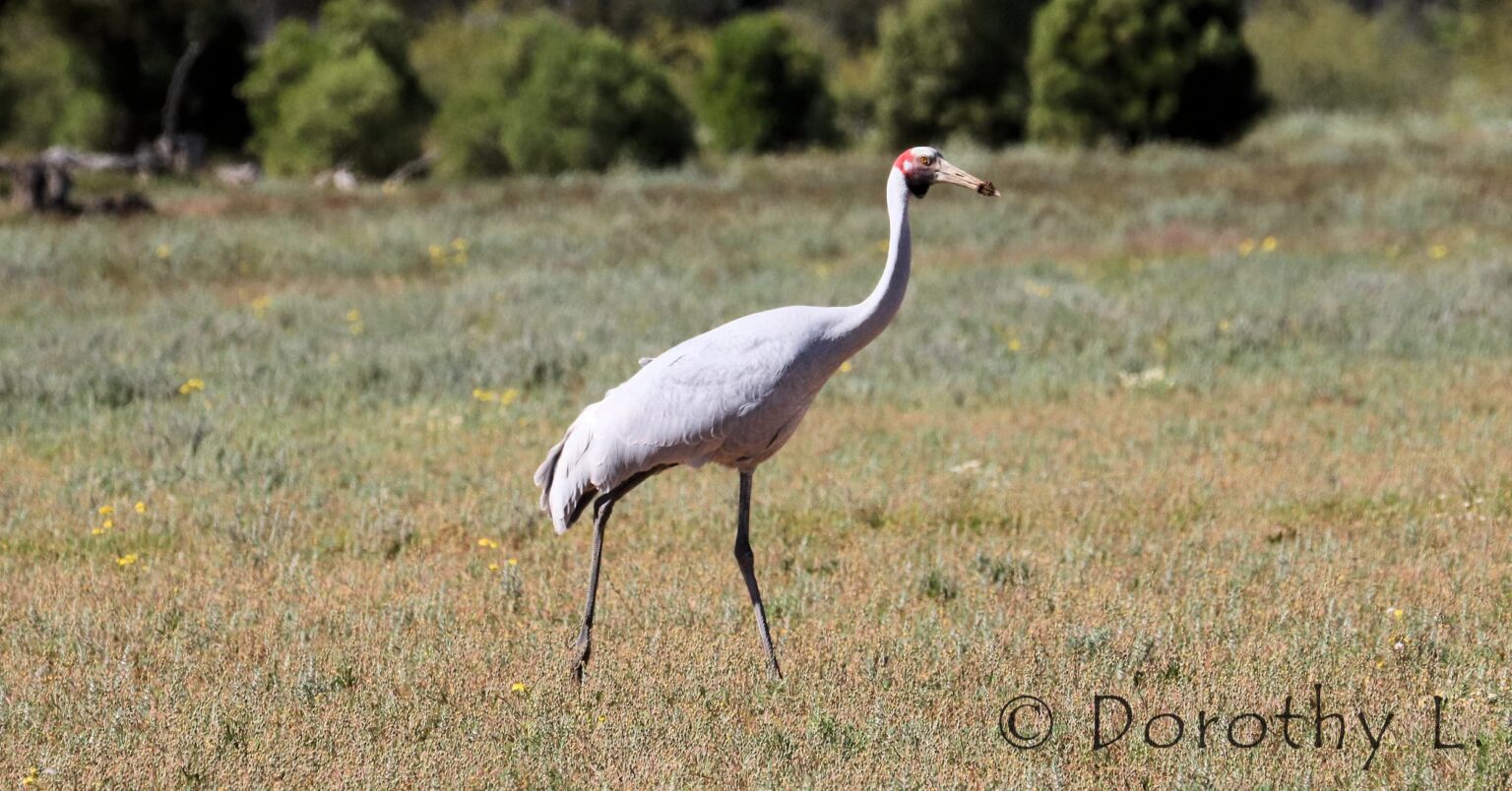 Brolga – Ausemade