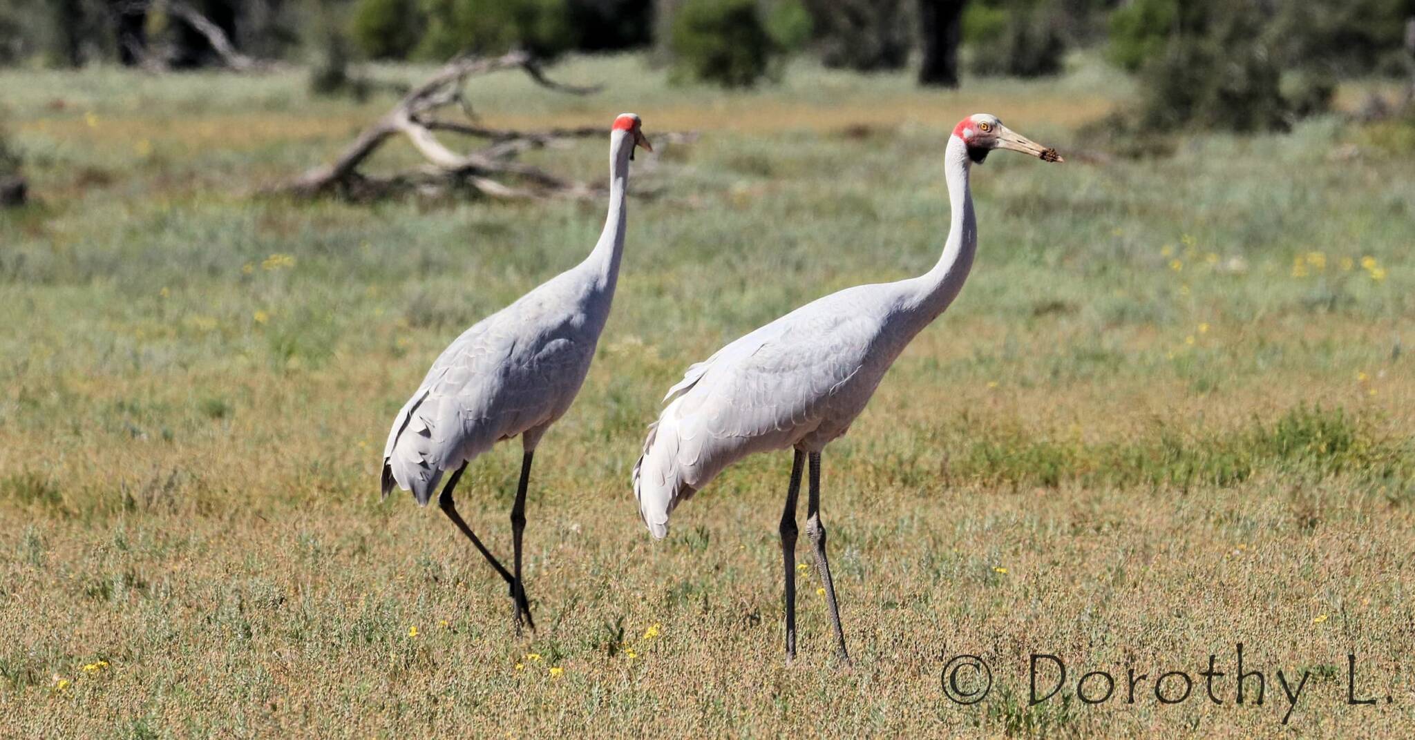 Brolga – Ausemade