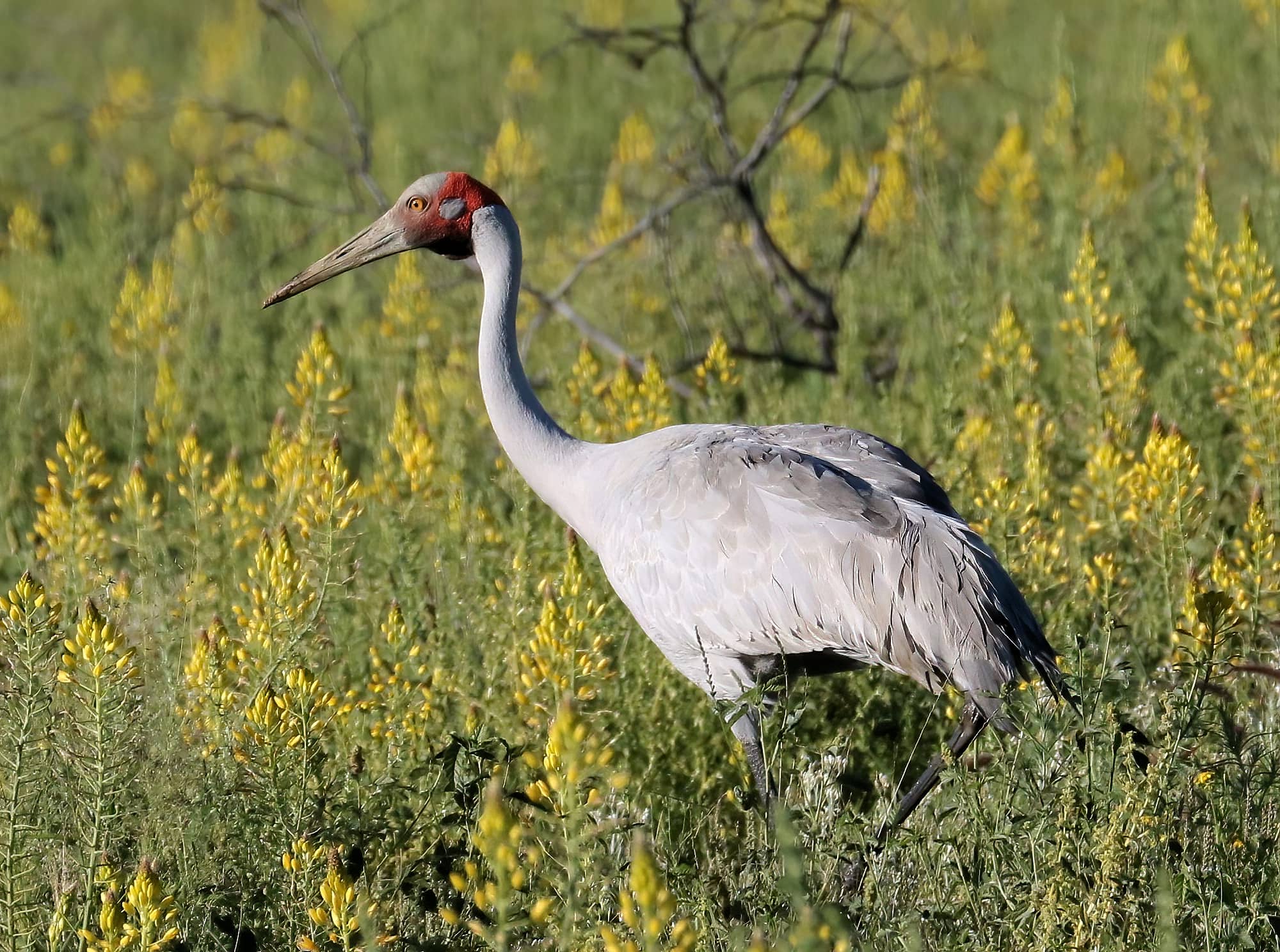 Queensland – Ausemade