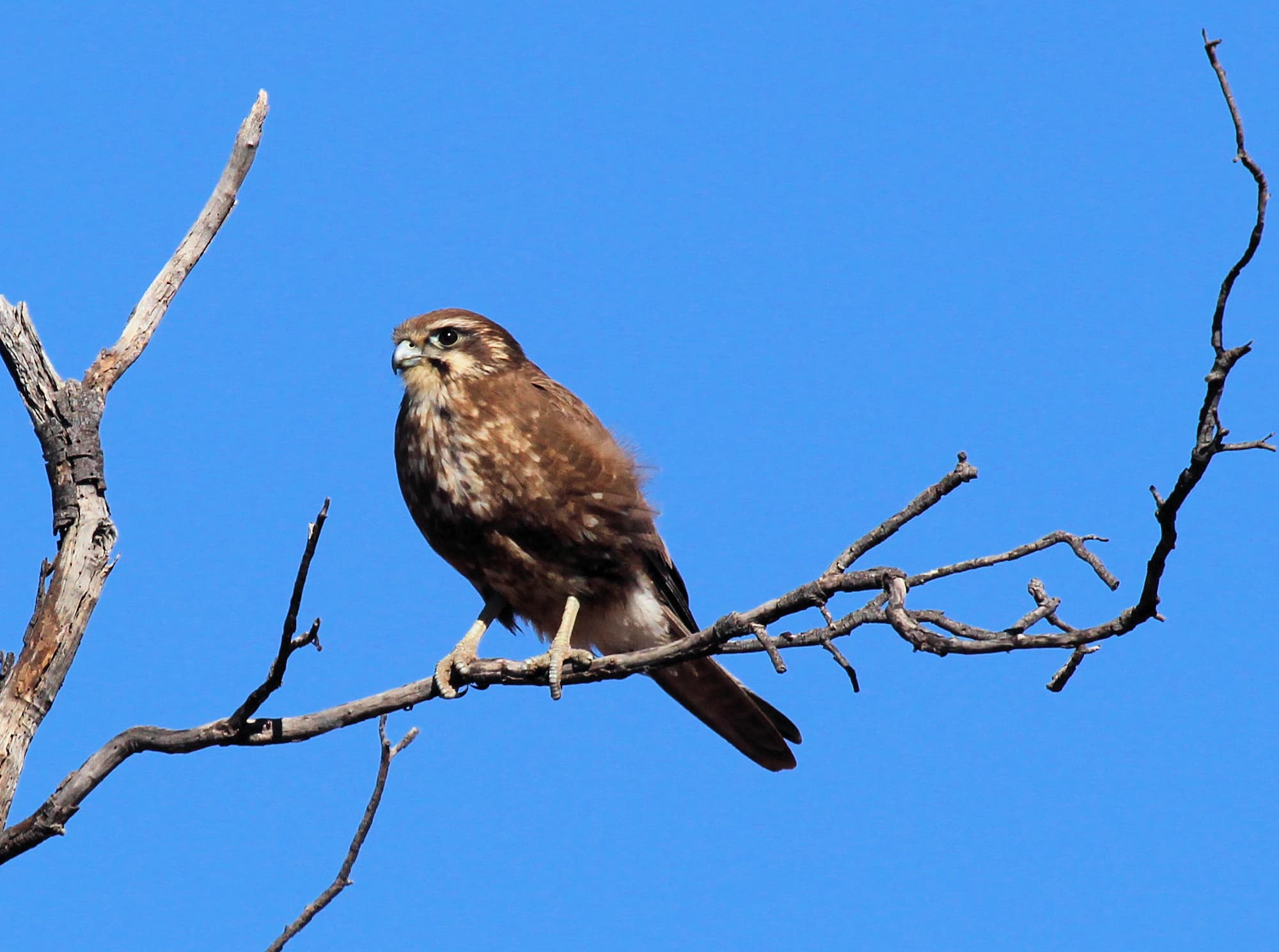 Recent Additions – Ausemade