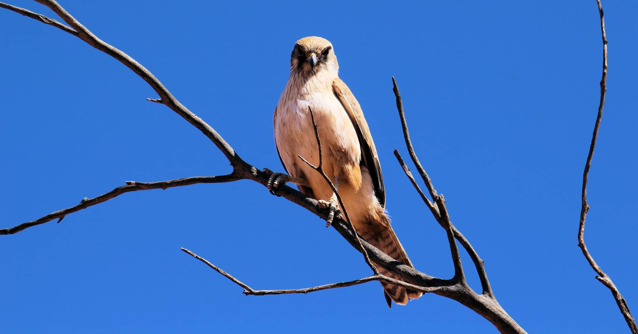 Brown Falcon – Ausemade