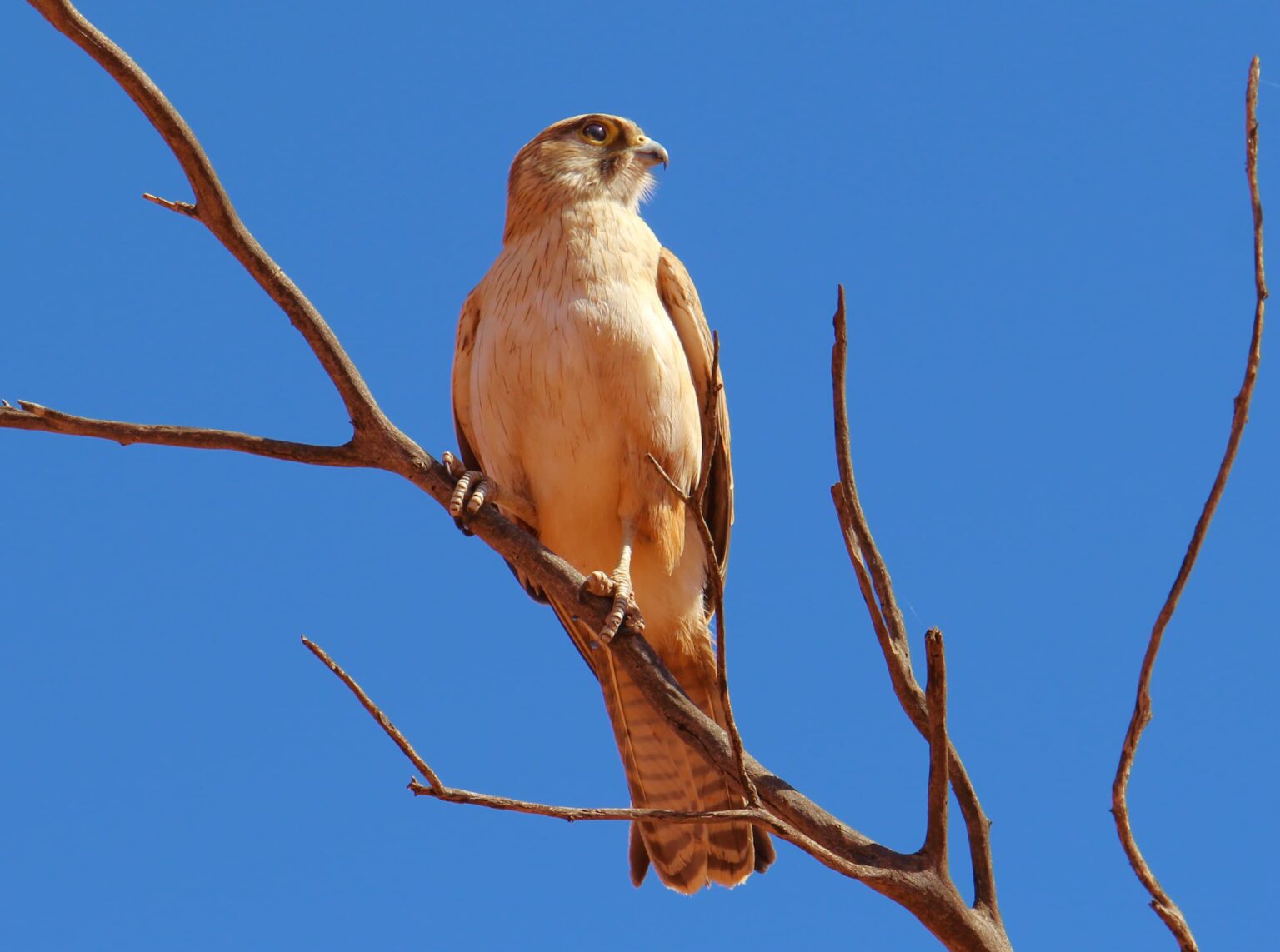 Brown Falcon – Ausemade