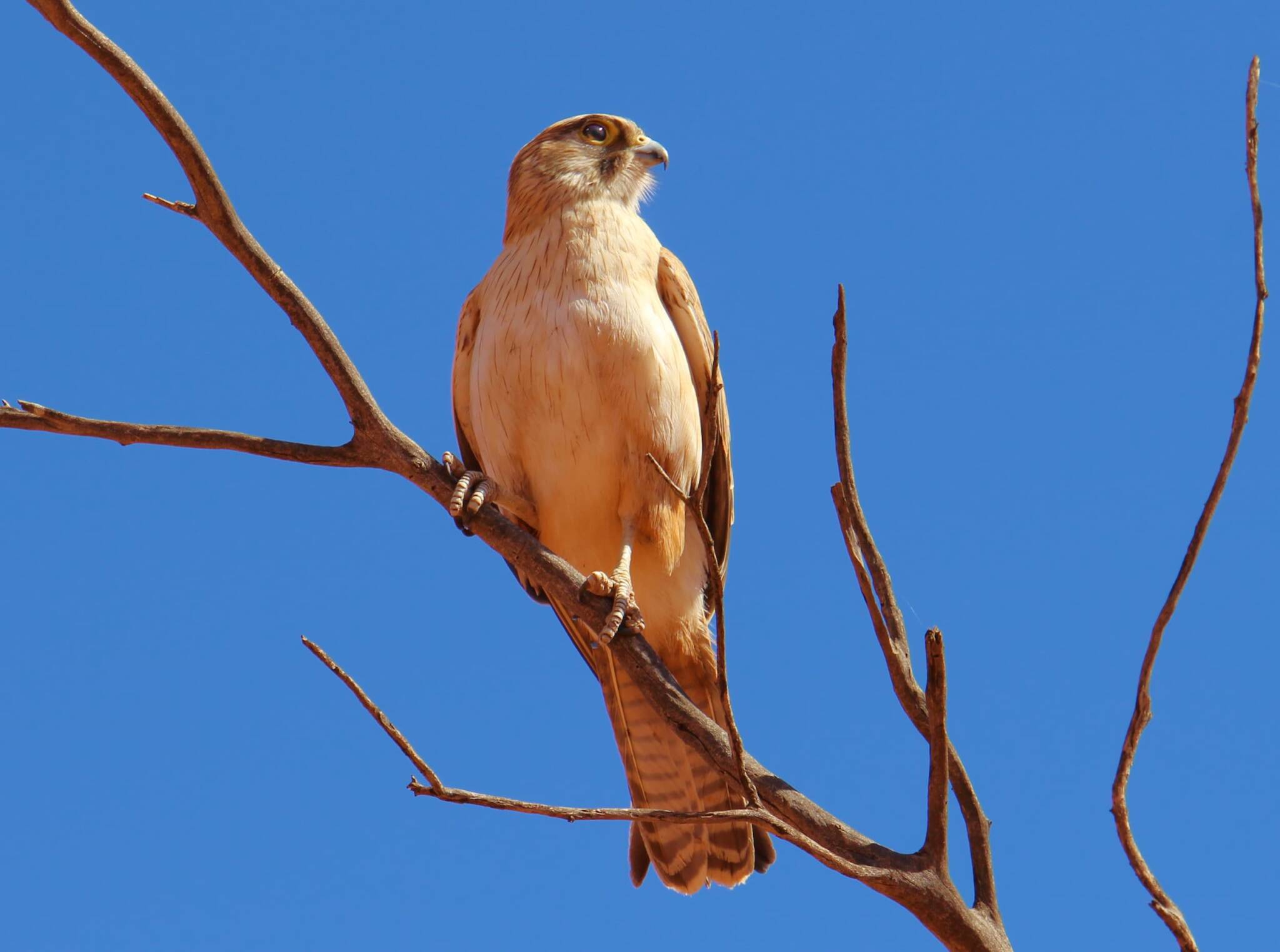Brown Falcon – Ausemade