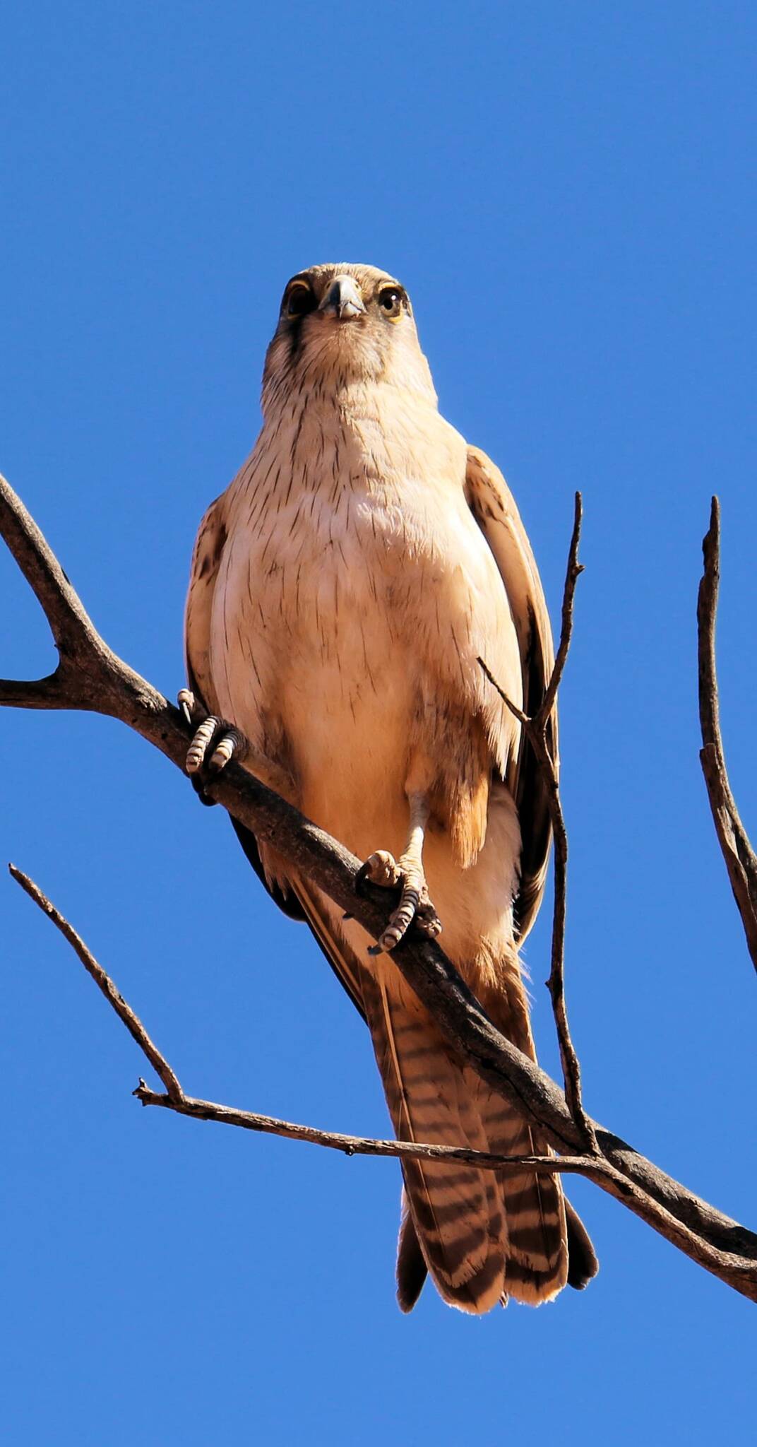 Brown Falcon – Ausemade