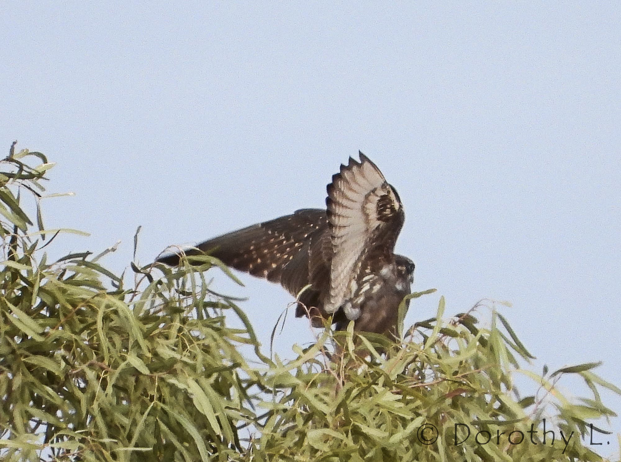 Brown Falcon – captured moments – Ausemade
