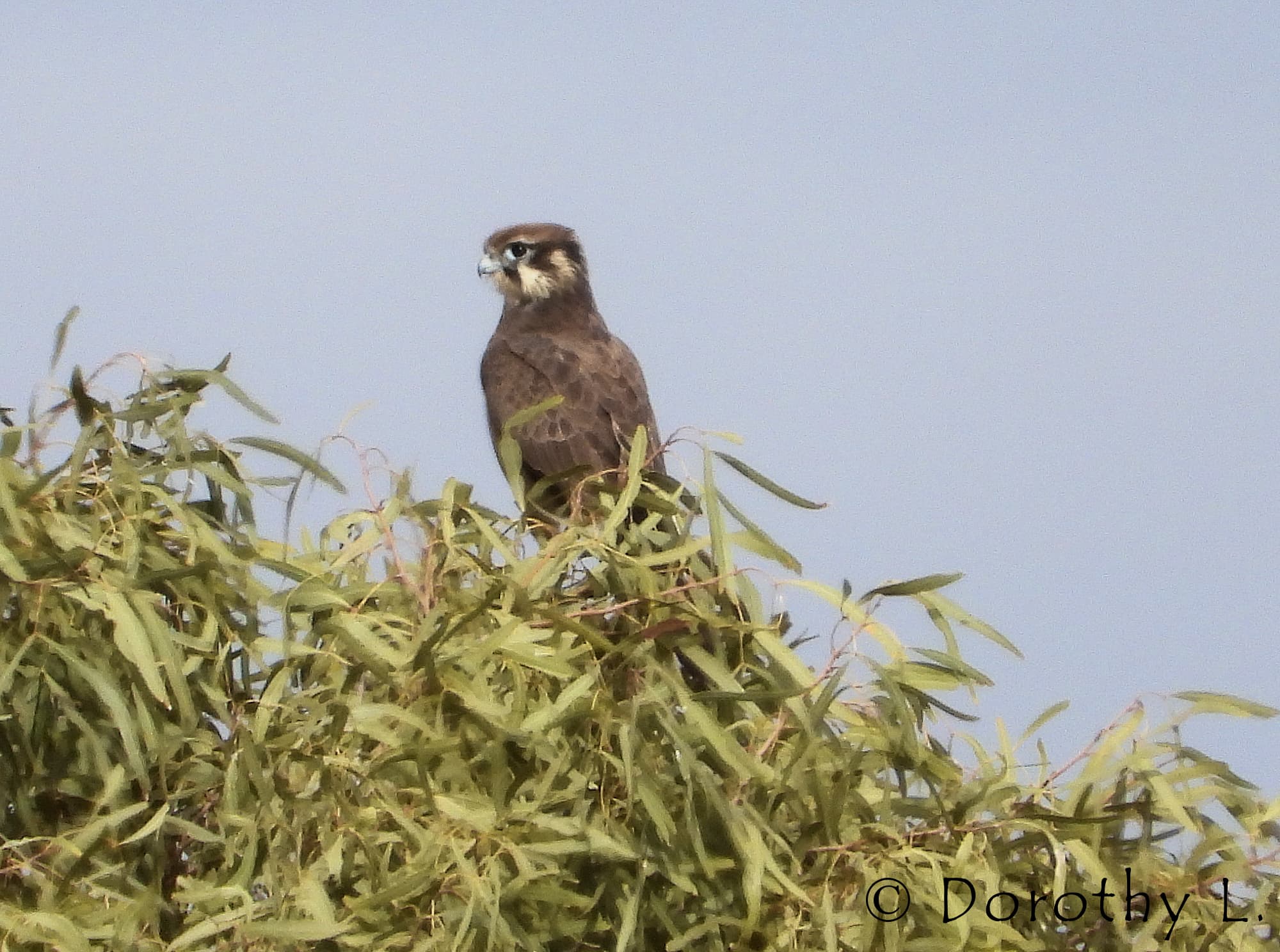 Brown Falcon – captured moments – Ausemade