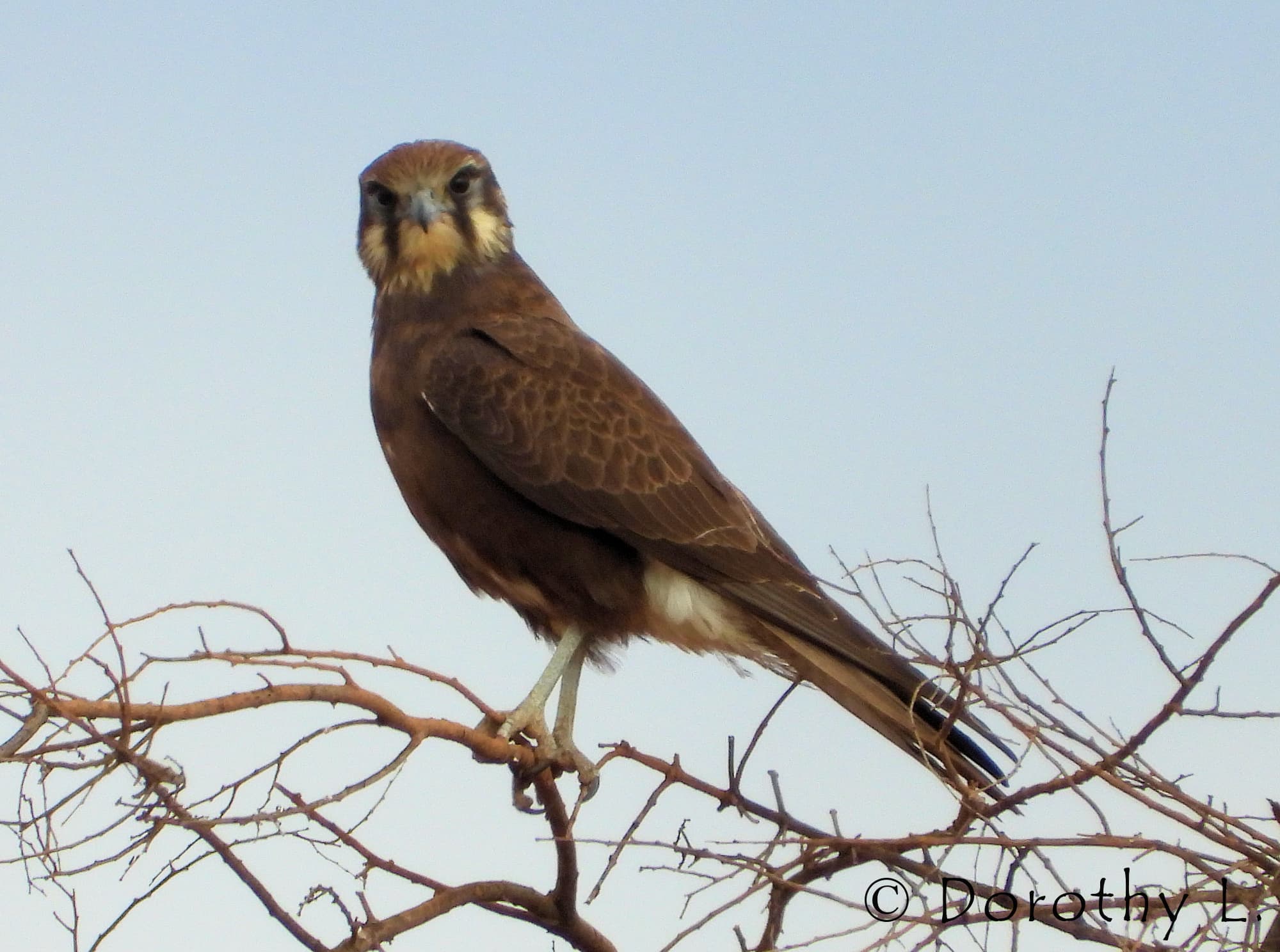 Brown Falcon at the Ponds – Ausemade