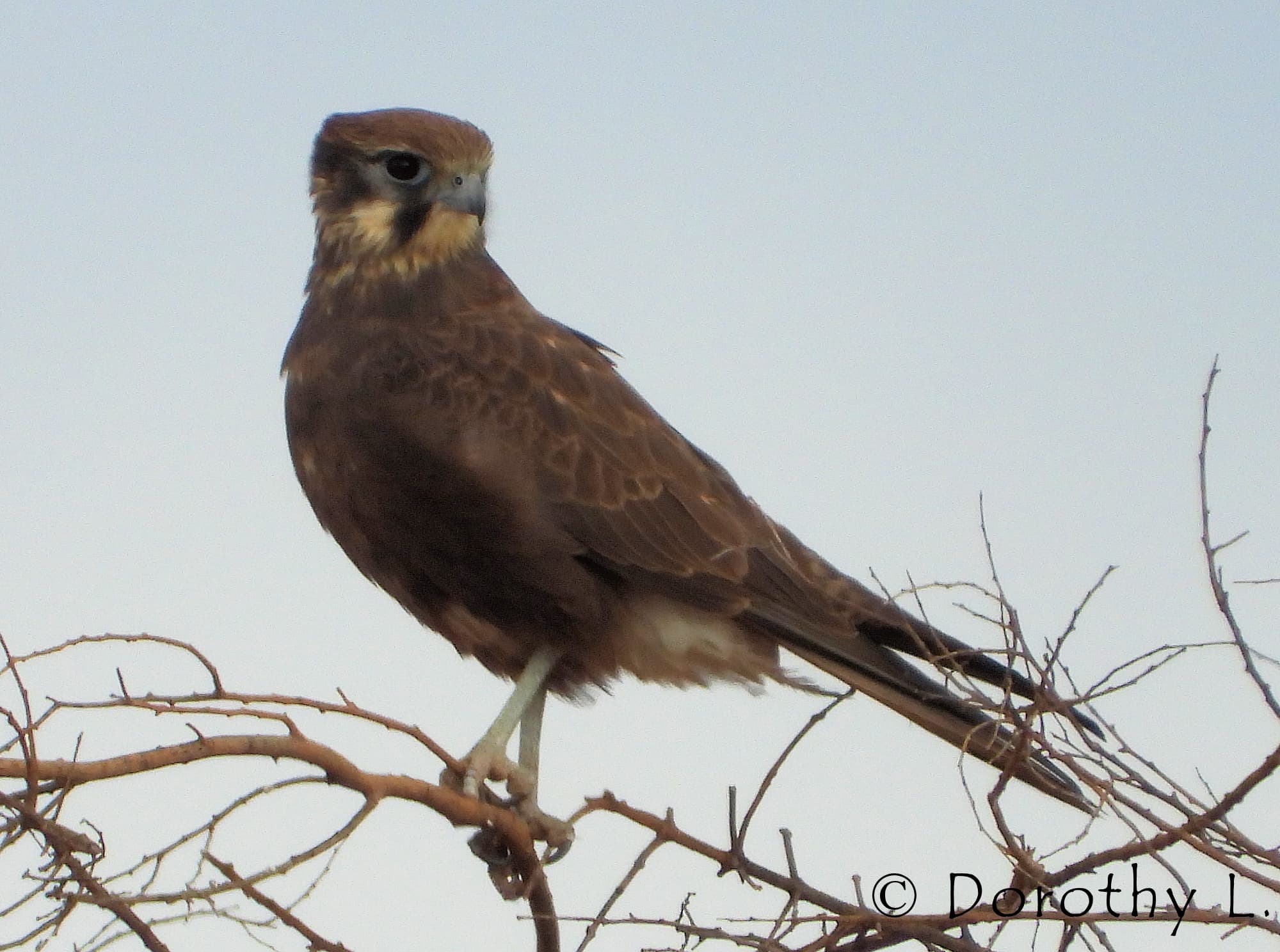 Brown Falcon at the Ponds – Ausemade