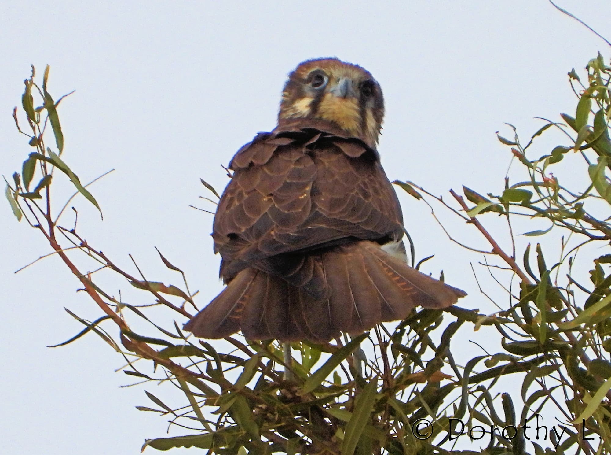 Brown Falcon – captured moments – Ausemade