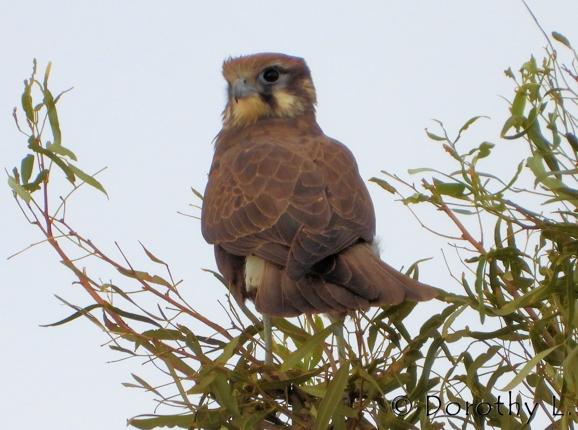 Brown Falcon at the Ponds – Ausemade