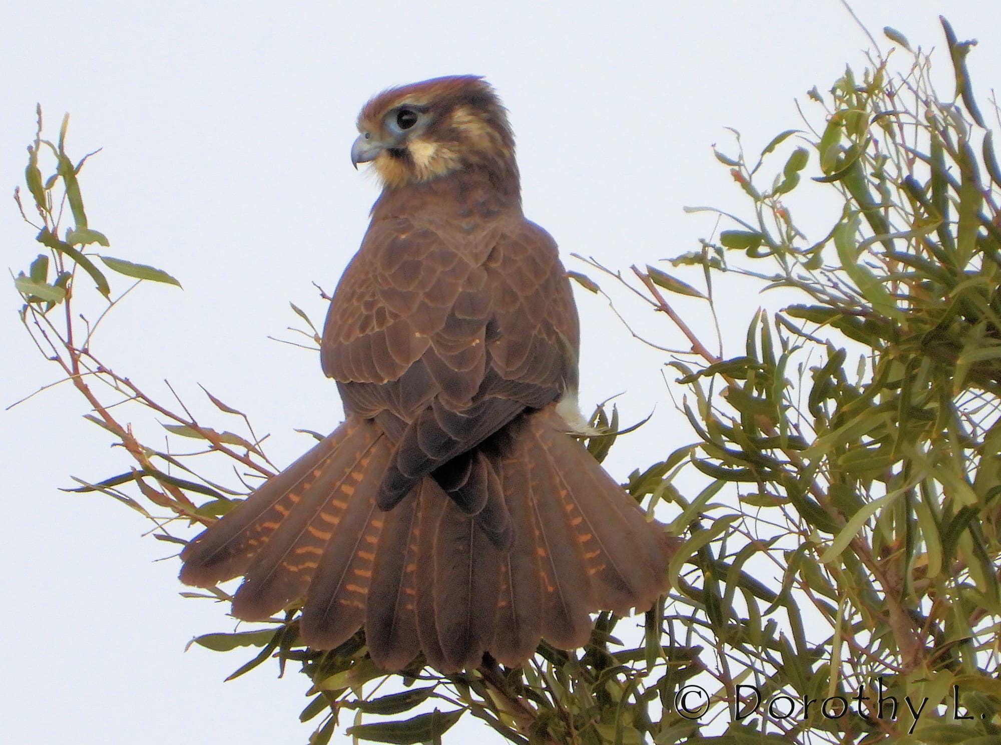 Brown Falcon – captured moments – Ausemade