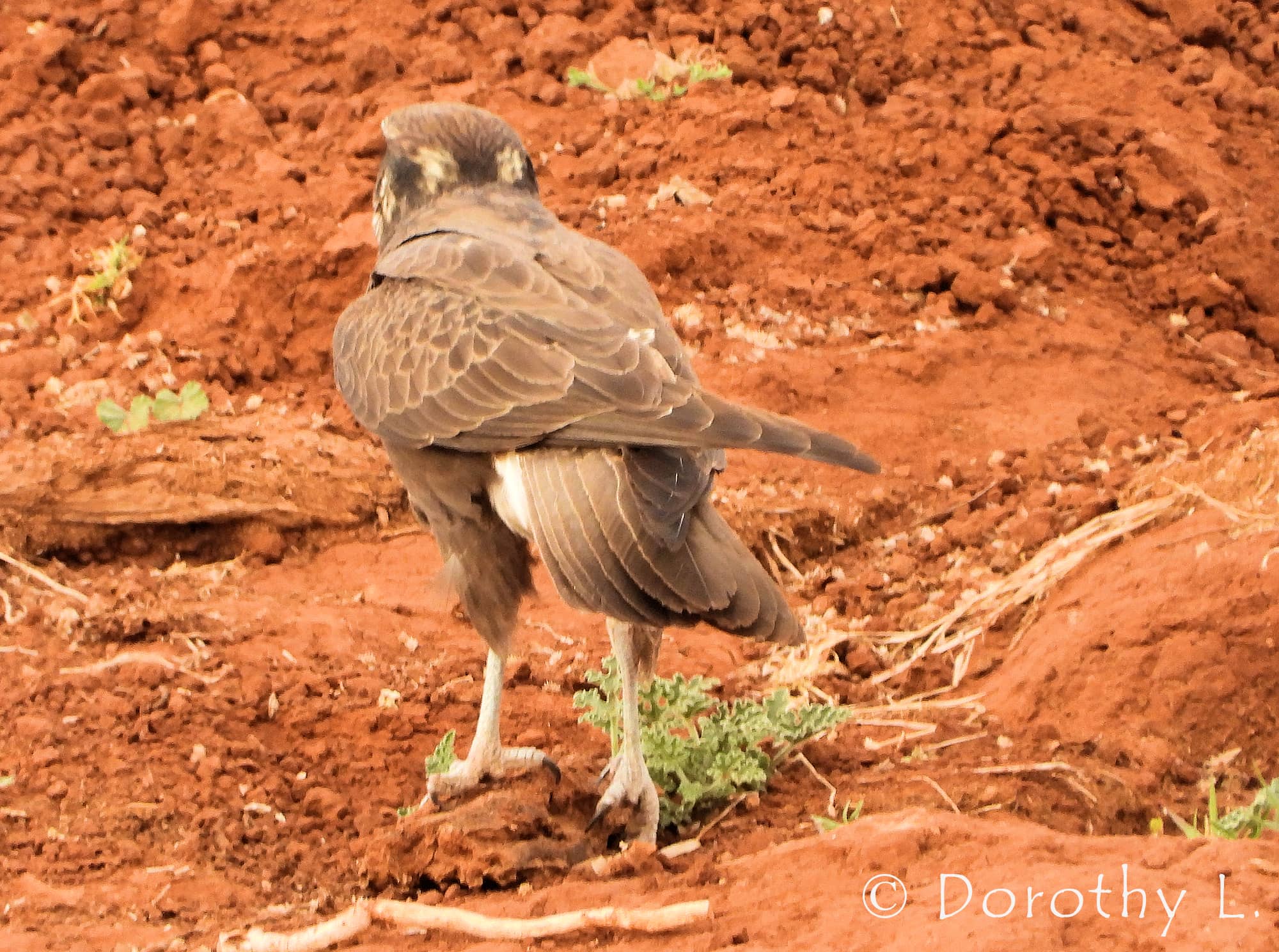 Brown Falcon – captured moments – Ausemade