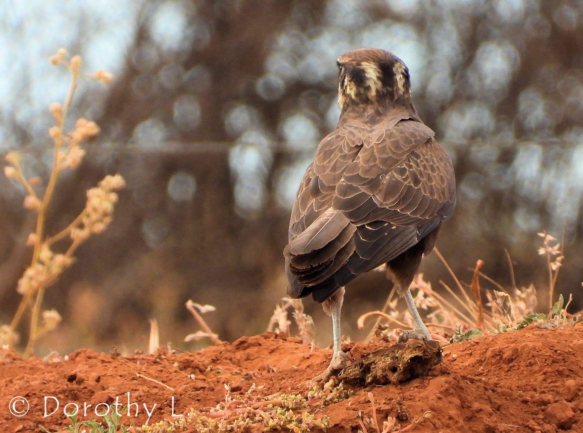 Brown Falcon – captured moments – Ausemade