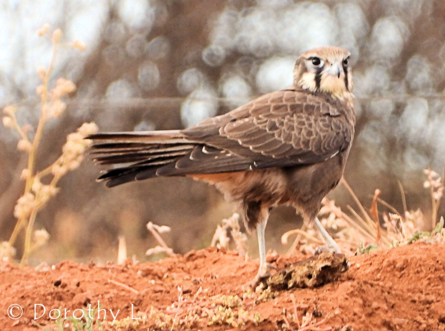 Brown Falcon – captured moments – Ausemade