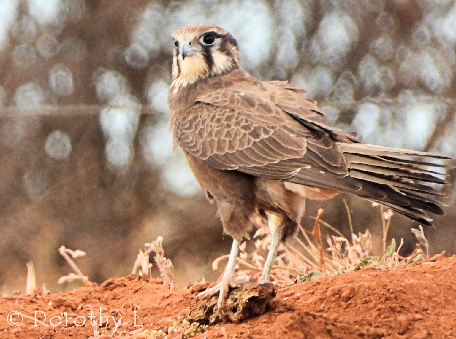 Brown Falcon – captured moments – Ausemade