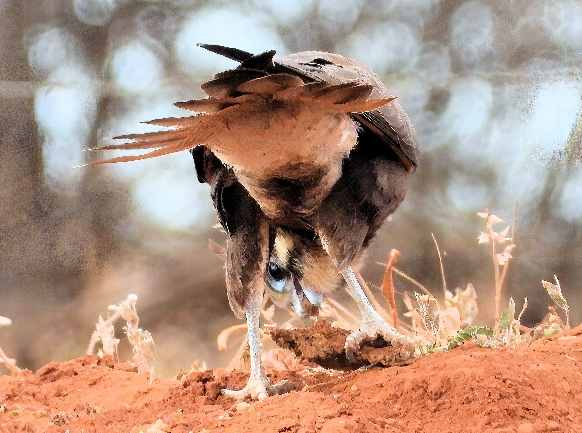 Brown Falcon – captured moments – Ausemade