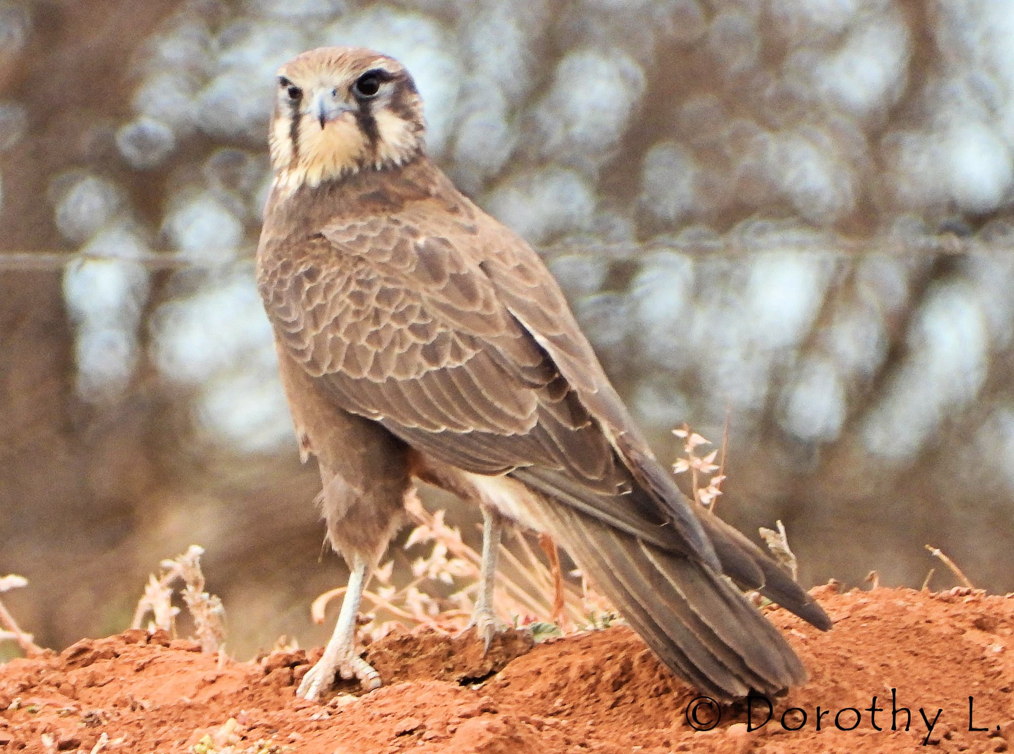 Brown Falcon – captured moments – Ausemade