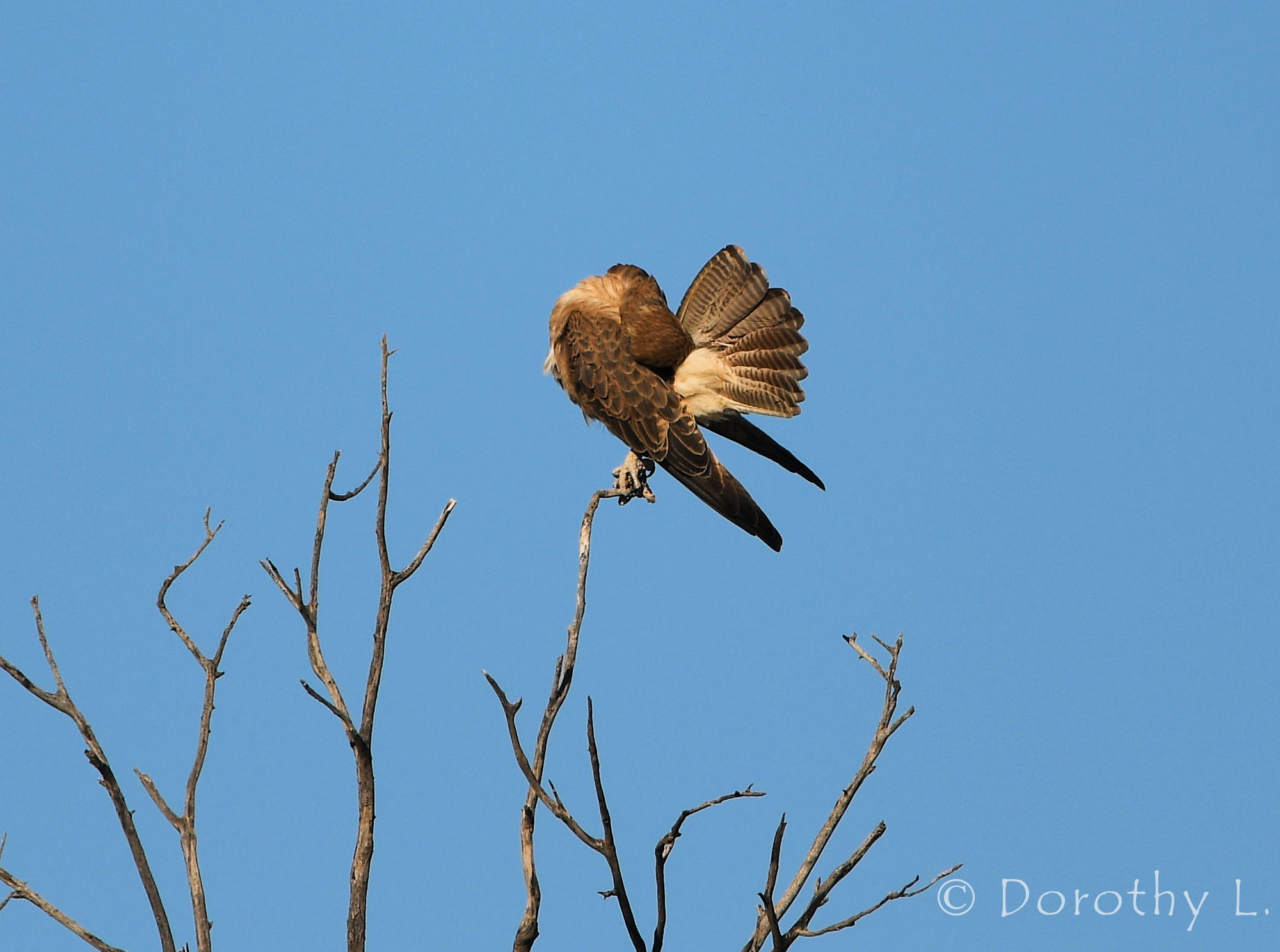 Brown Falcon – preening – Ausemade