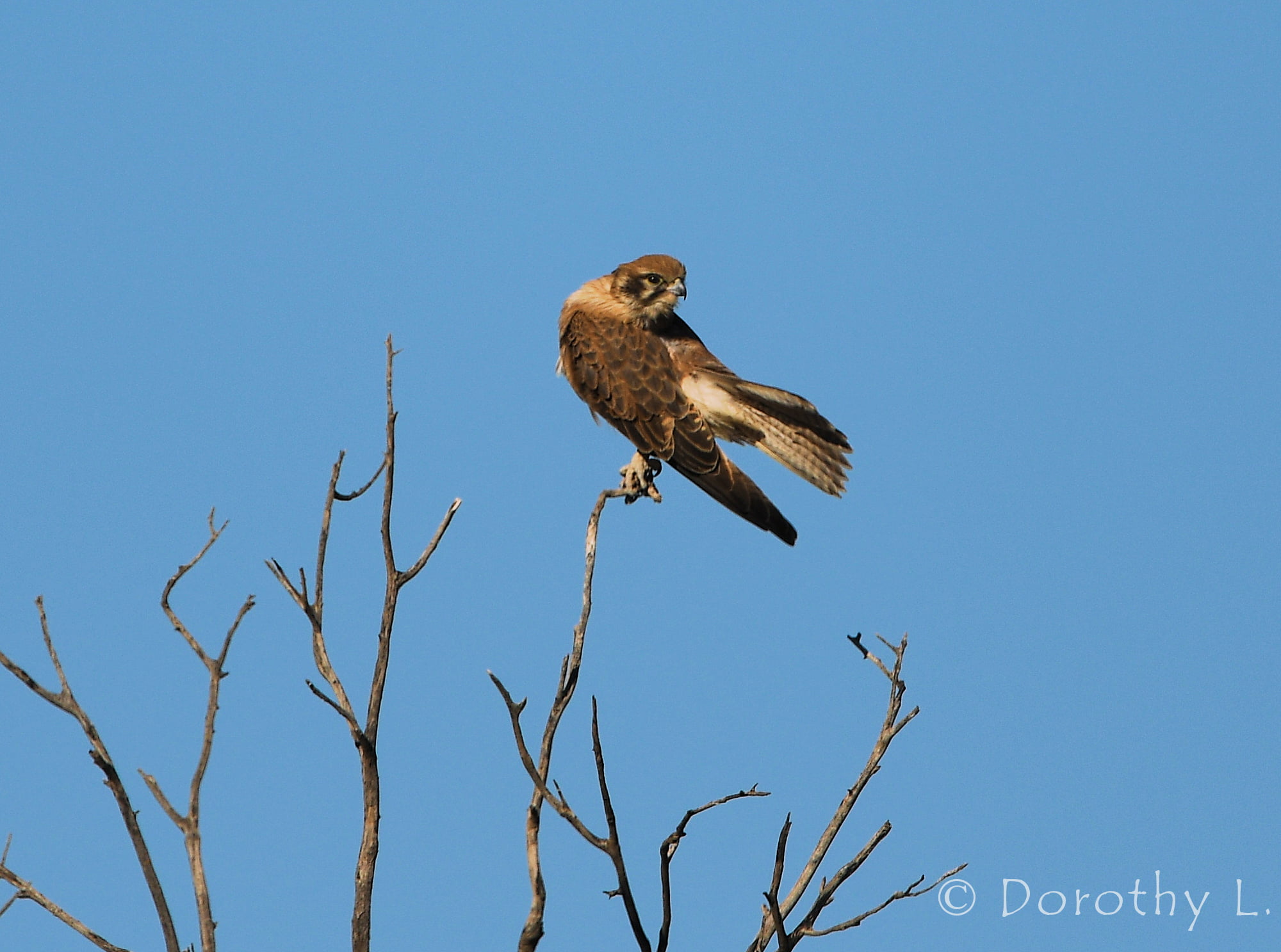 Brown Falcon – preening – Ausemade