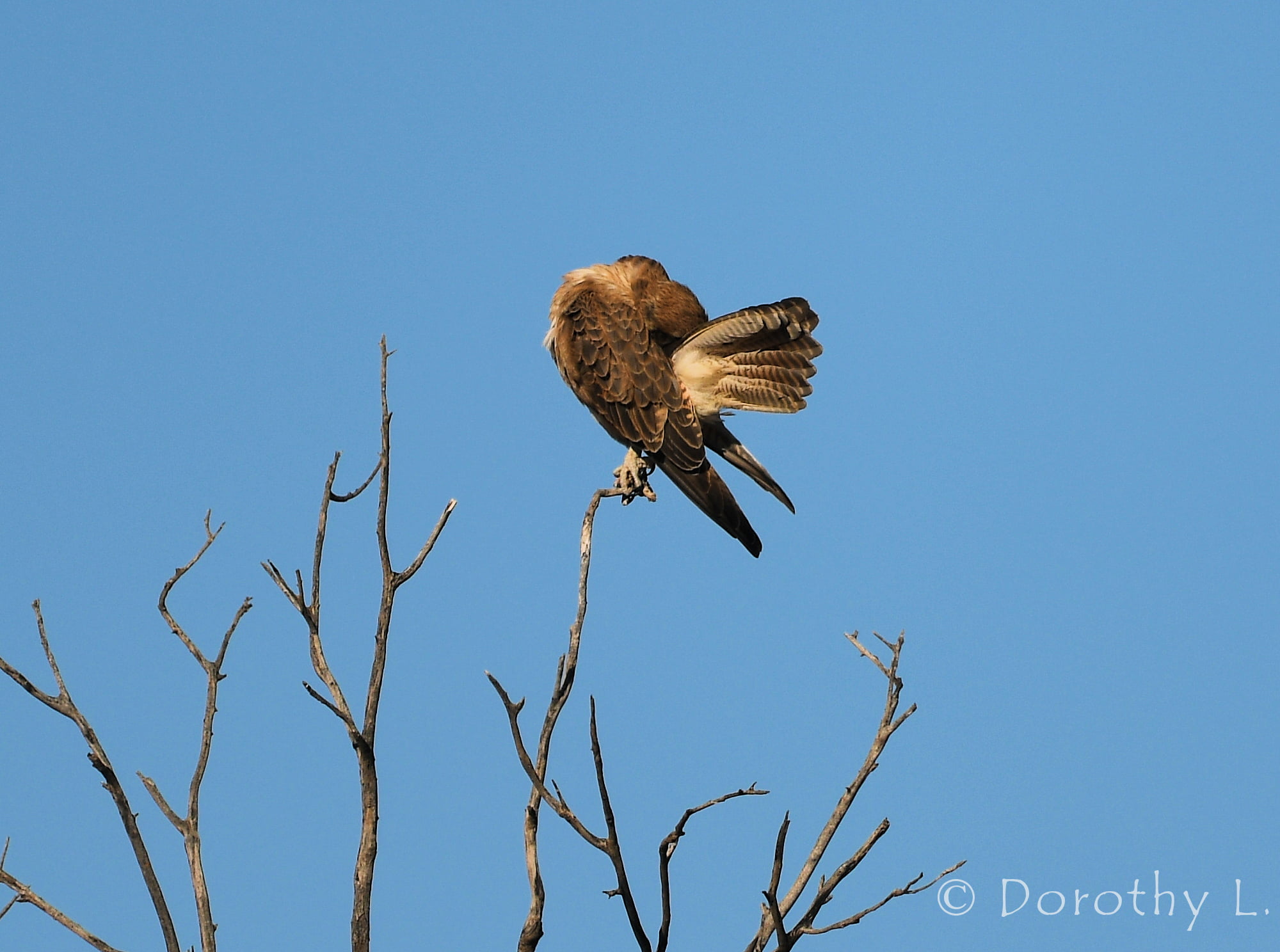 Brown Falcon – preening – Ausemade